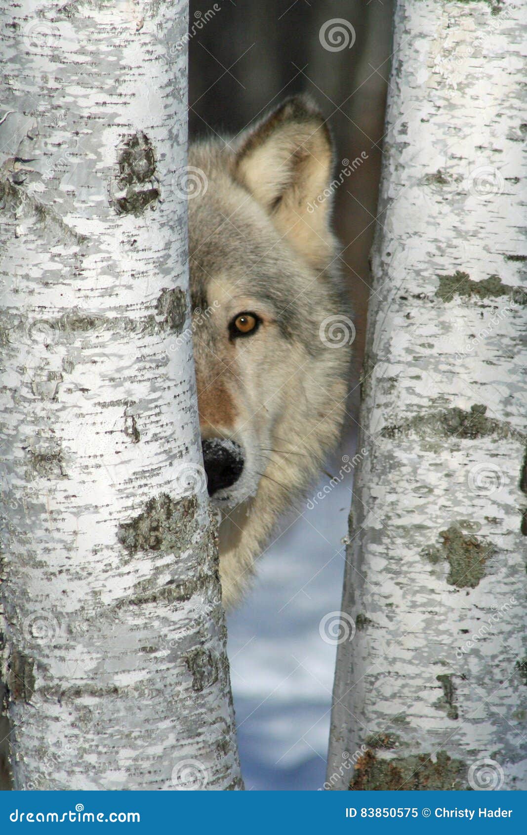 Lone Grey Wolf in Birches stock image. Image of grey - 83850575