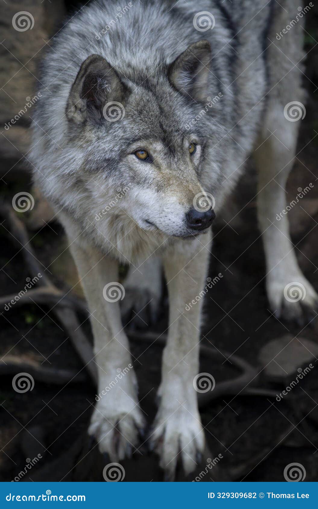 Lone, Grey Wolf with Dramatic Eyes Searches for Prey in the Forests of ...