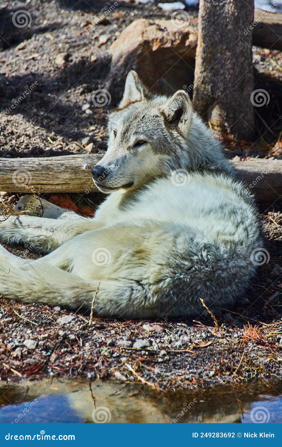 Lone Grey Wolf Laying on Ground Resting Stock Photo - Image of habitat ...