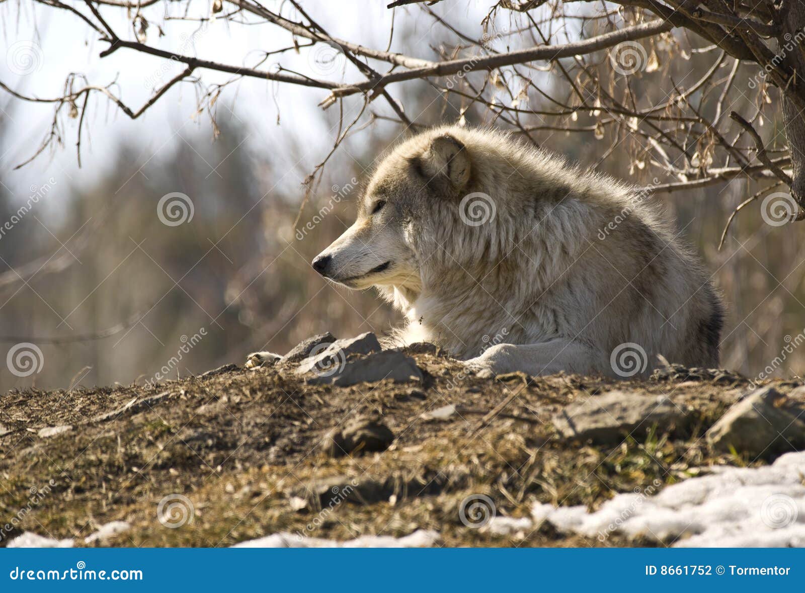 A Lone Grey Wolf Resting on a Hill Stock Photo - Image of predator ...
