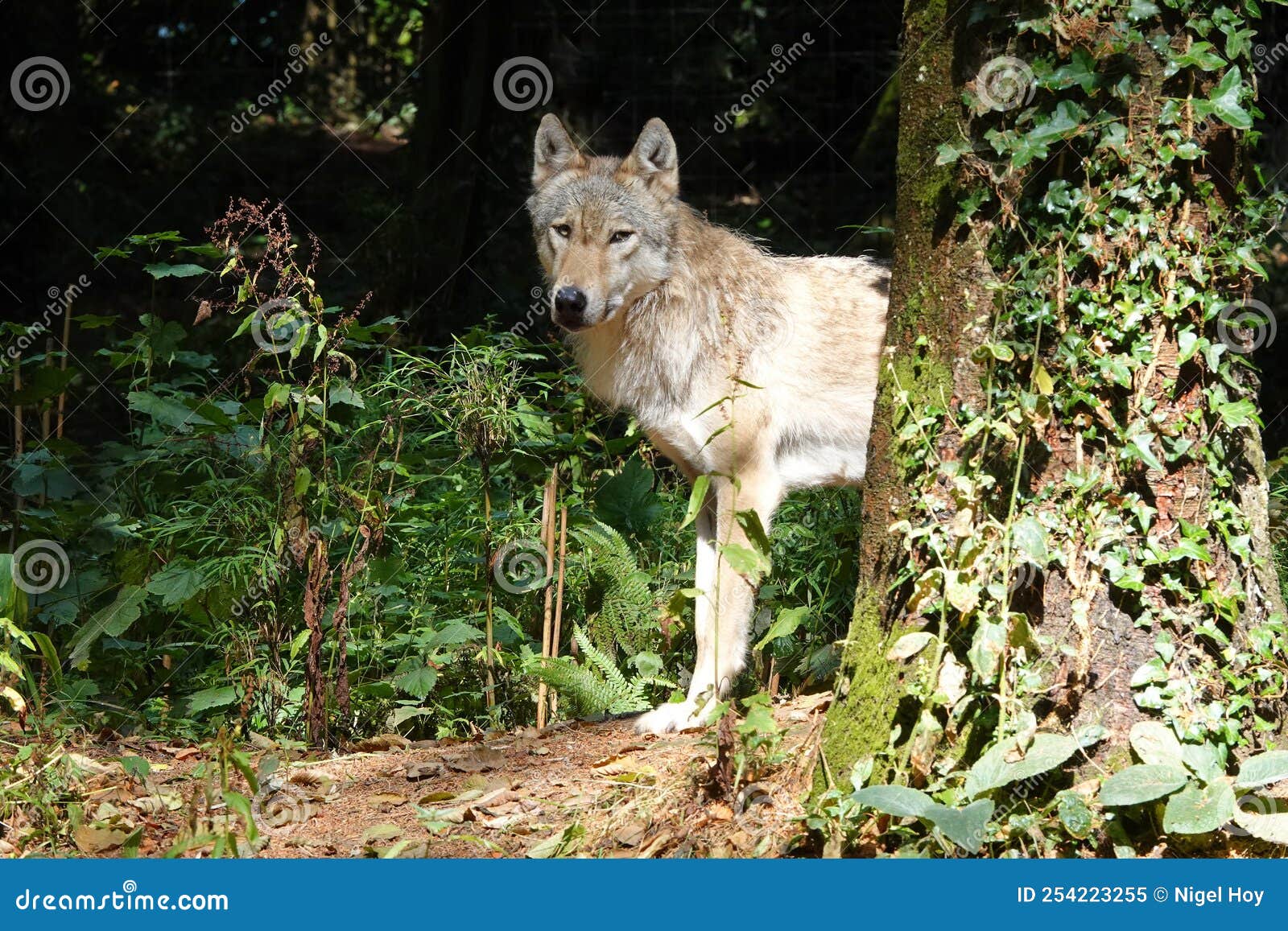 Lone Grey Wolf Standing by Tree Stock Image - Image of canine, animal ...