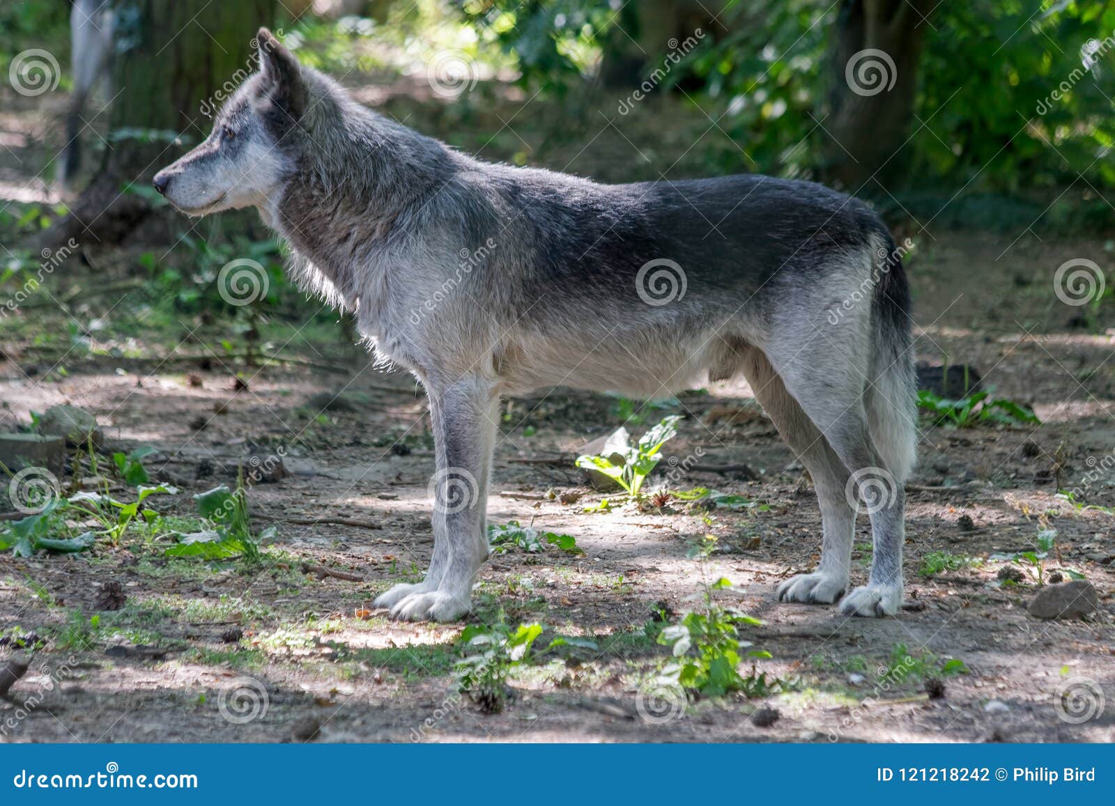Lone Grey wolf staring stock photo. Image of beast, animal - 121218242