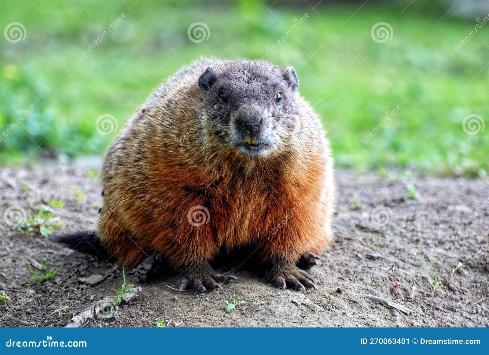 Groundhog, or Woodchuck, Looking at Camera Stock Image - Image of ...
