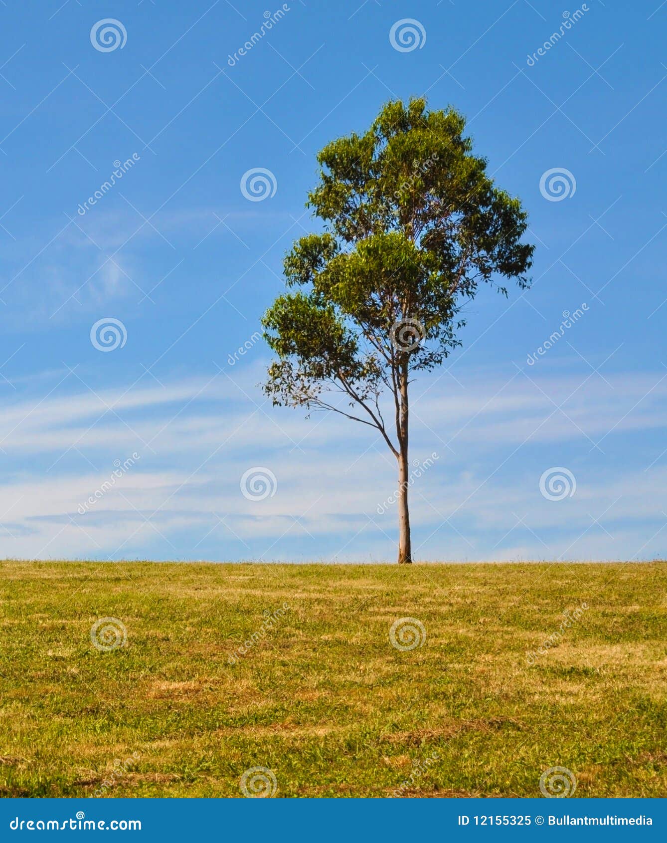 Lone Gum Tree stock image. Image of grass, high, green - 12155325