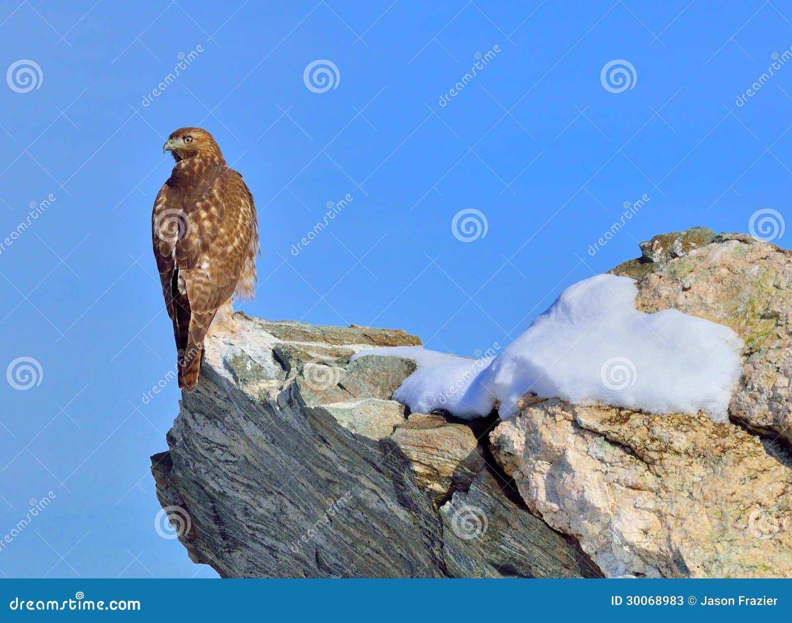 Lone Hawk on a Rock stock image. Image of beautiful, hawk - 30068983
