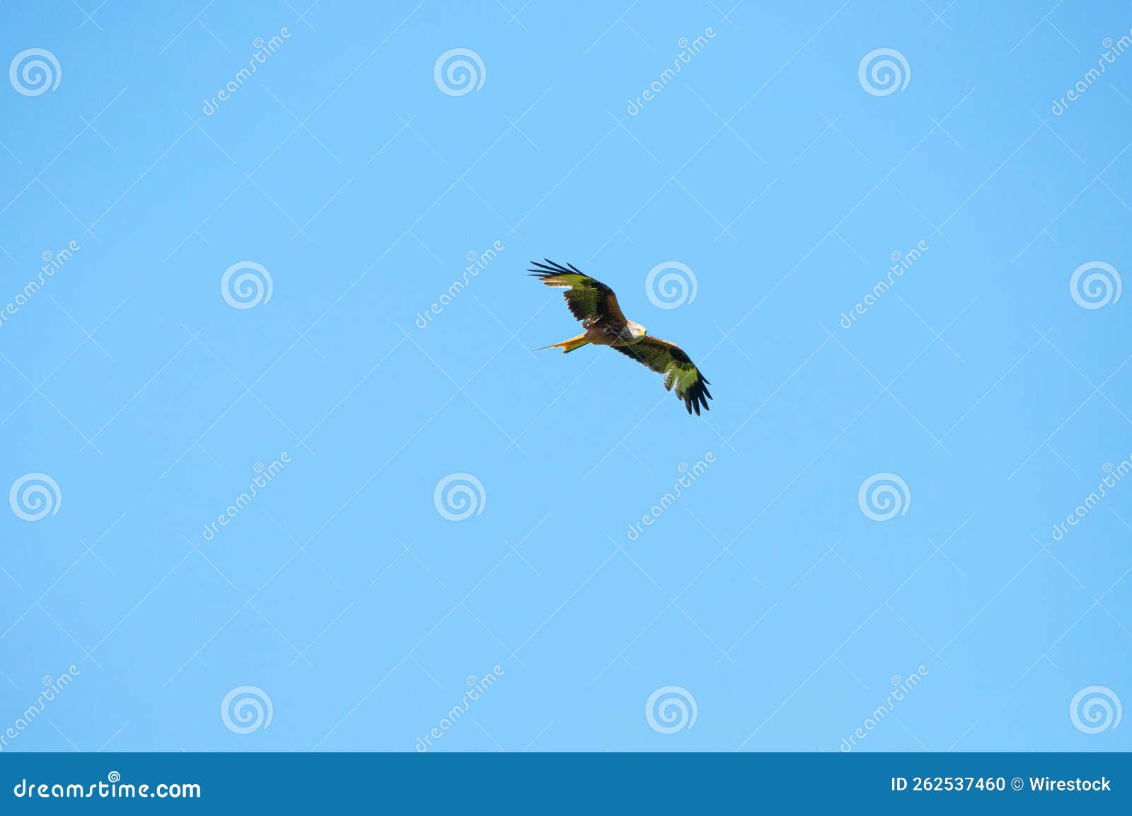 Lone Hawk Soaring in the Clear Bright Blue Sky with Its Wings Glowing ...