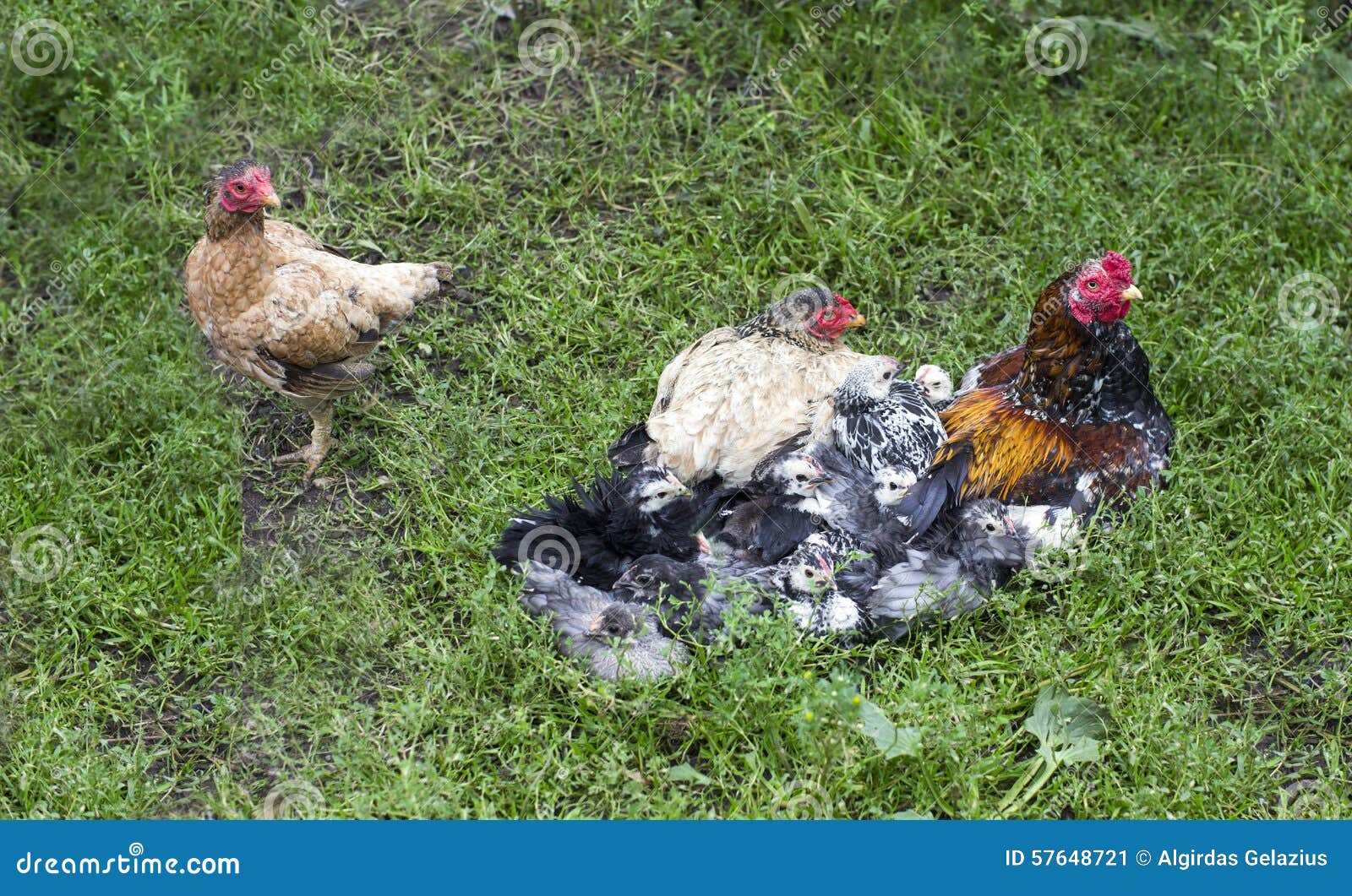 Lone hen and hens family stock image. Image of furry - 57648721