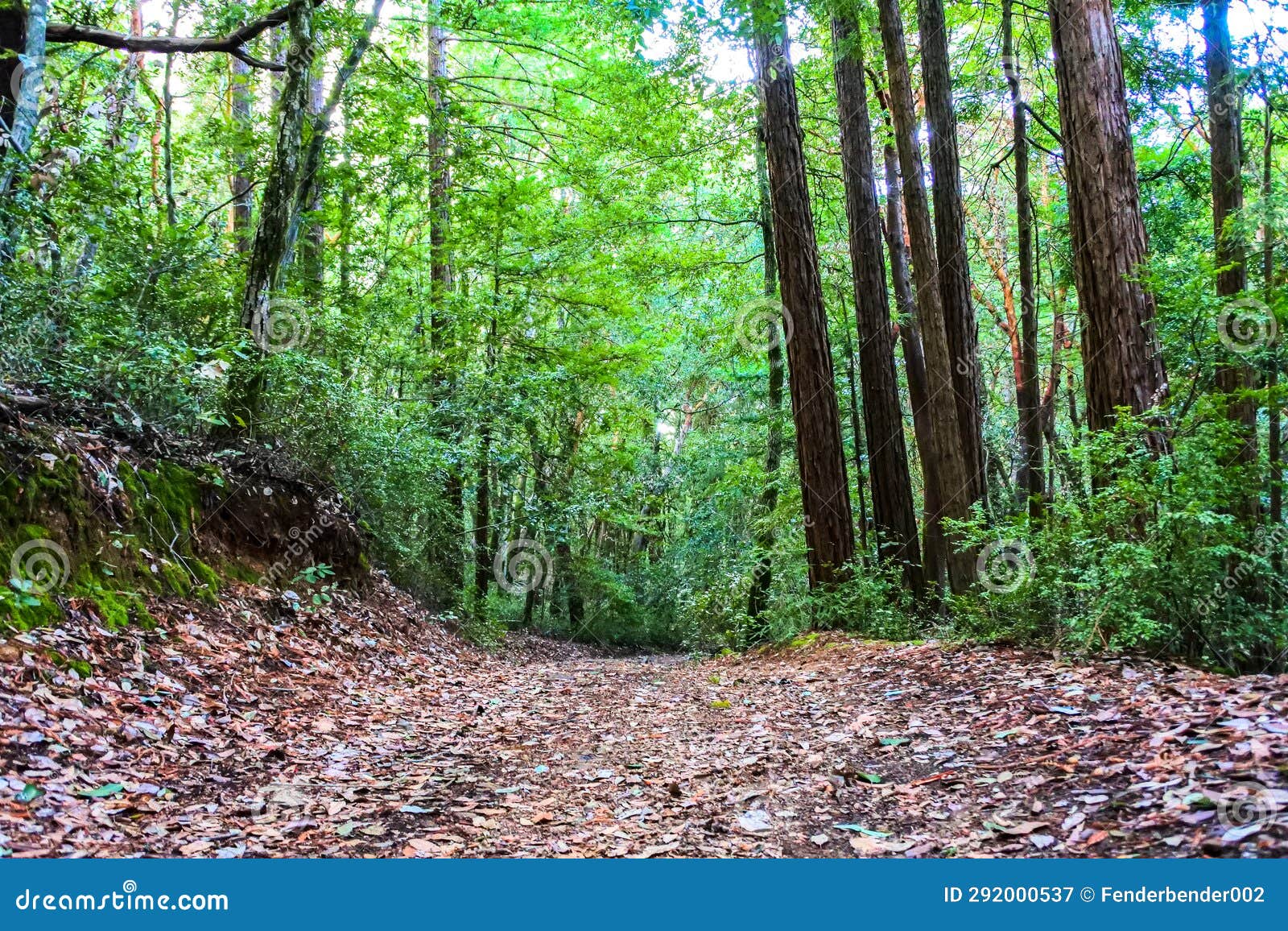 Lone Hiking Path in Forest Covered in Leaves Stock Image - Image of ...