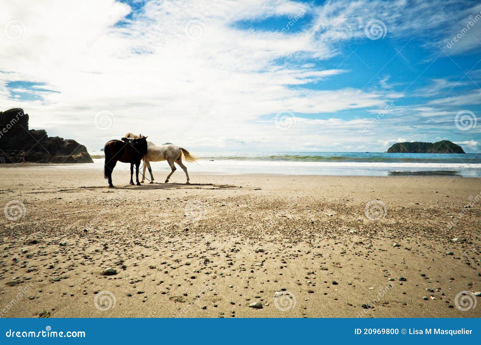 Lone Horses Beach Shore, Costa Rica Stock Photo - Image of beaches ...
