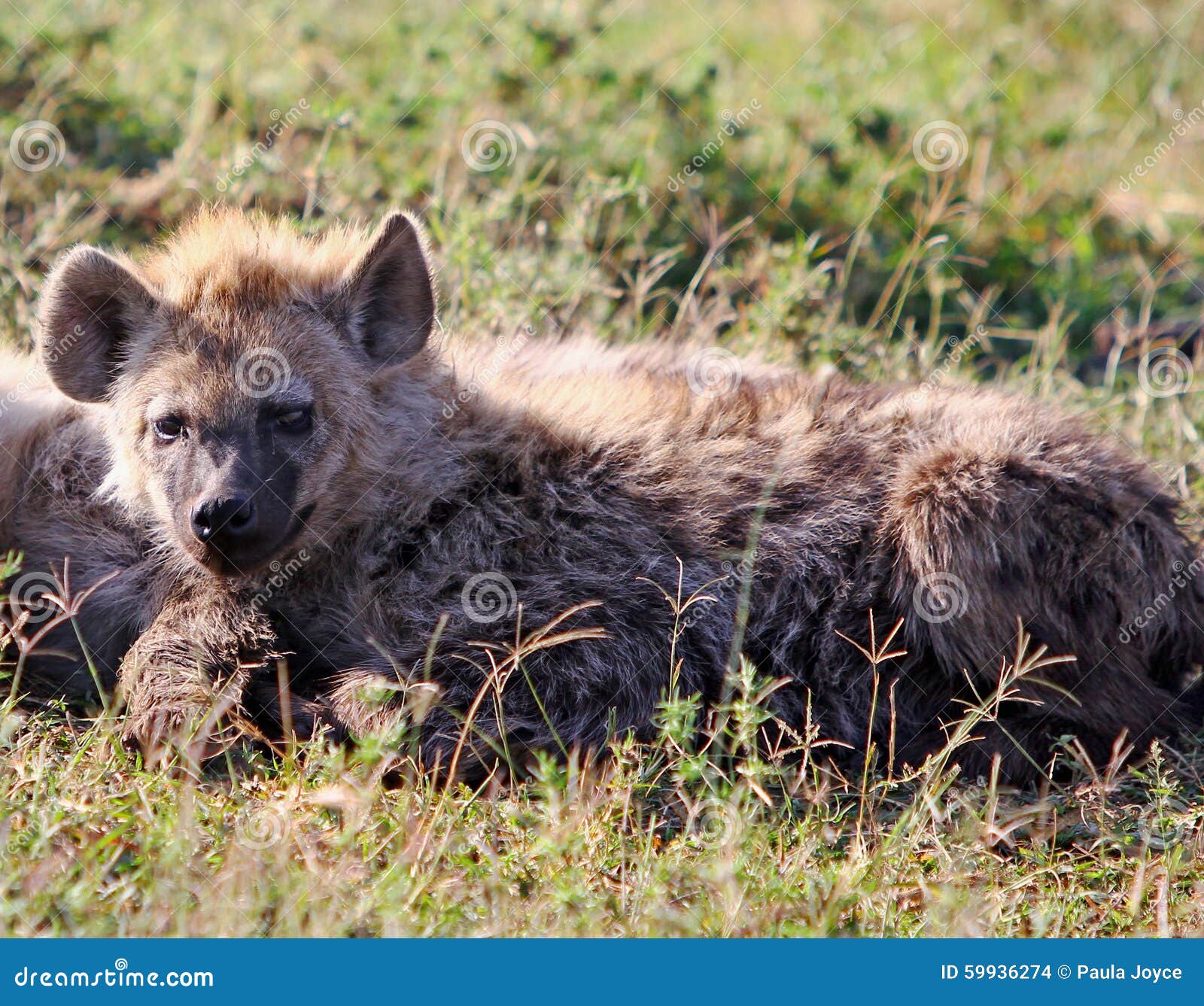 A Lone Hyena Resting on the Plains Stock Photo - Image of kenya, lone ...