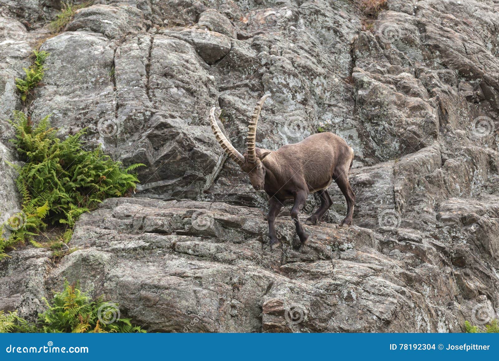 A Lone Ibex on a Cliff in Fall Stock Photo - Image of autumn, european ...