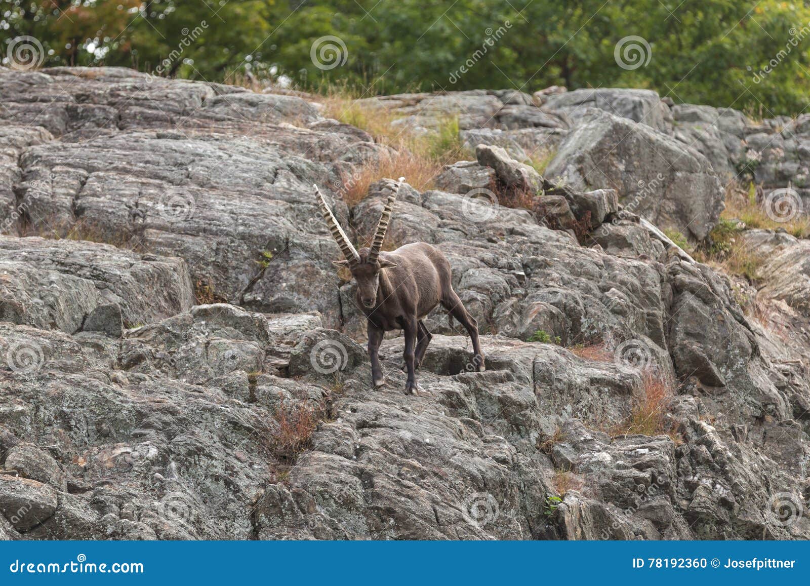 A Lone Ibex on a Cliff in Fall Stock Photo - Image of ibexes, head ...