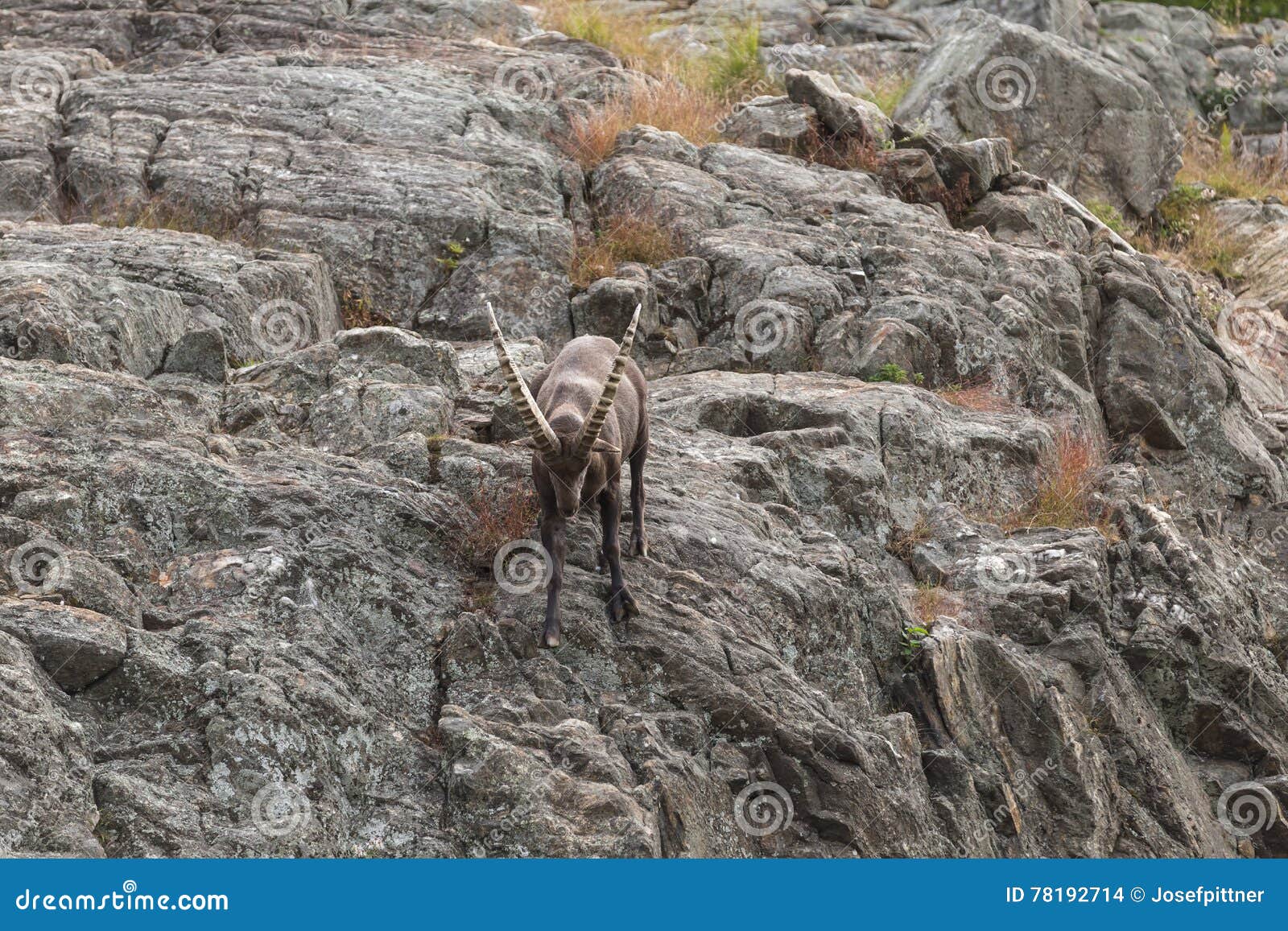A Lone Ibex on a Cliff in Fall Stock Photo - Image of gran, alpine ...