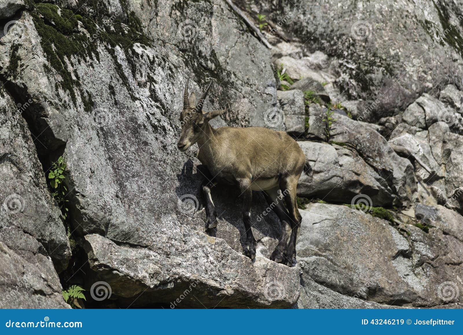 A lone Ibex on a cliff stock image. Image of cliff, extreme - 43246219