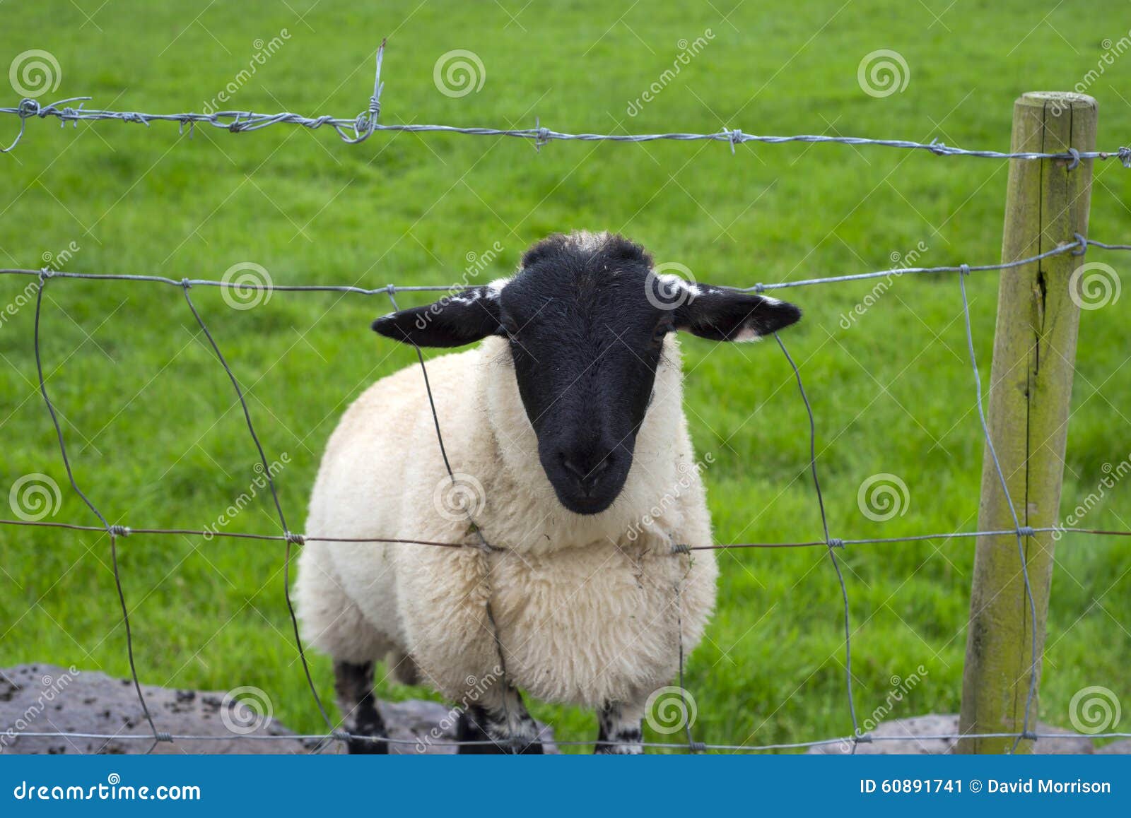 Lone irish sheep stock image. Image of hills, kerry, ireland - 60891741