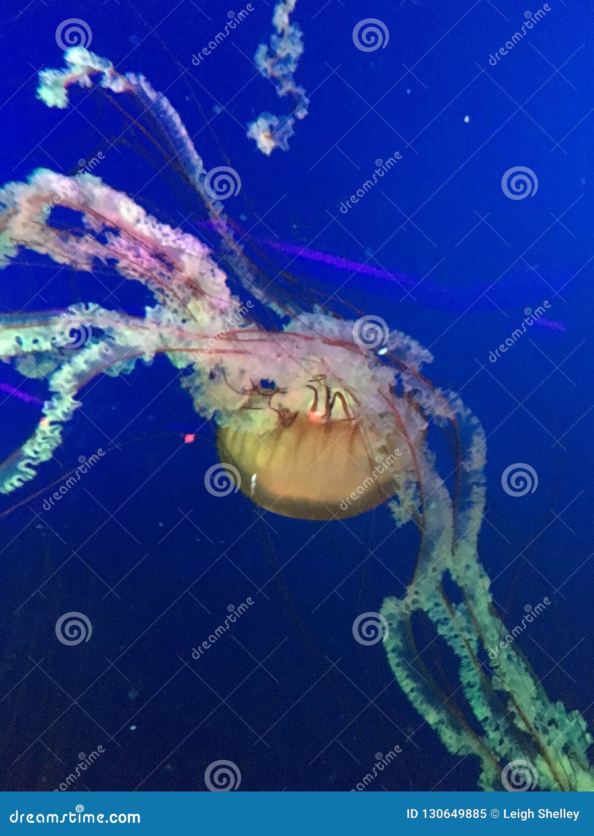 Lone Jellyfish stock image. Image of lone, fish, blue - 130649885