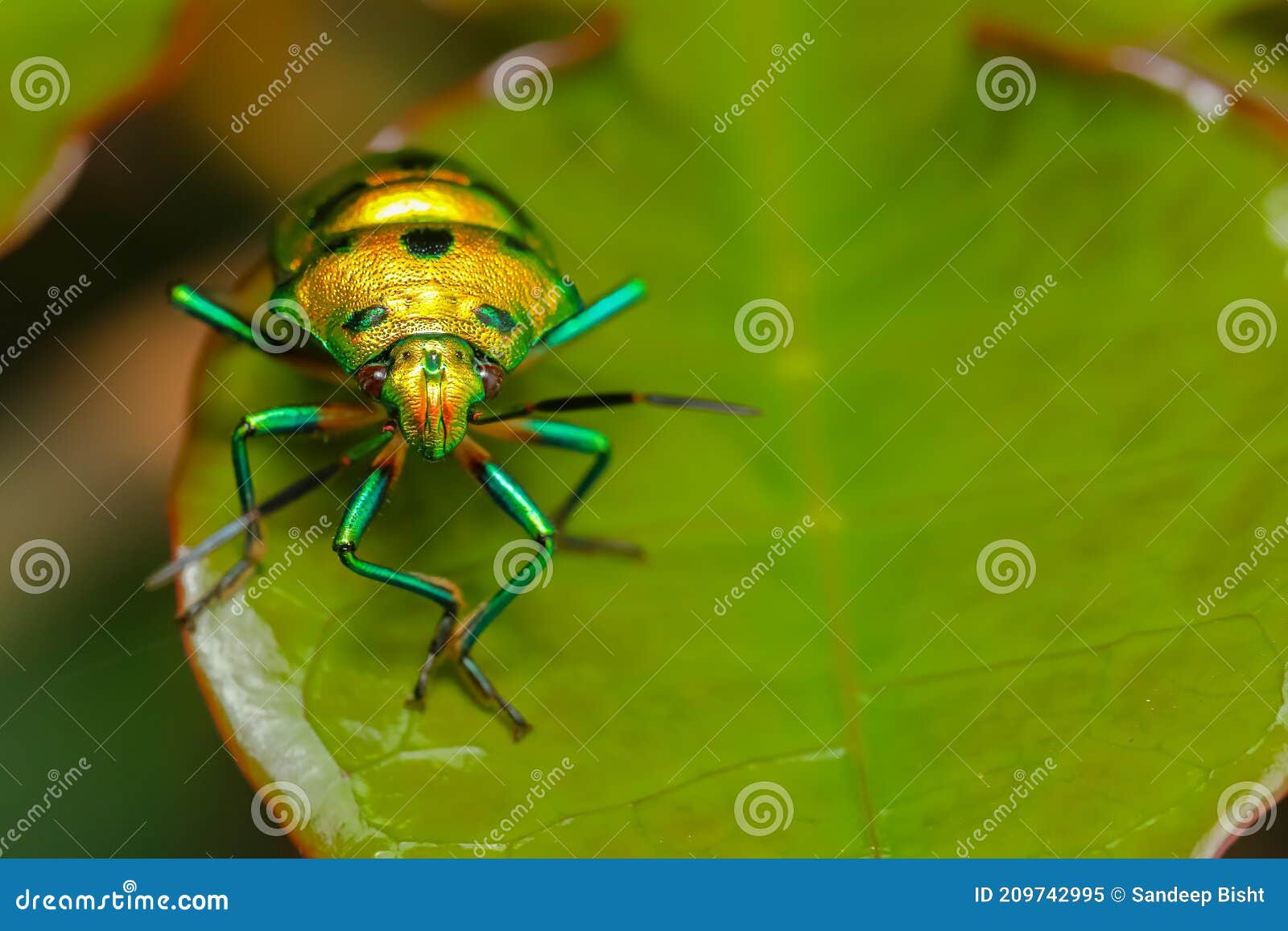 Jewel Bug with Vibrant Colors Stock Image - Image of colors, fauna ...