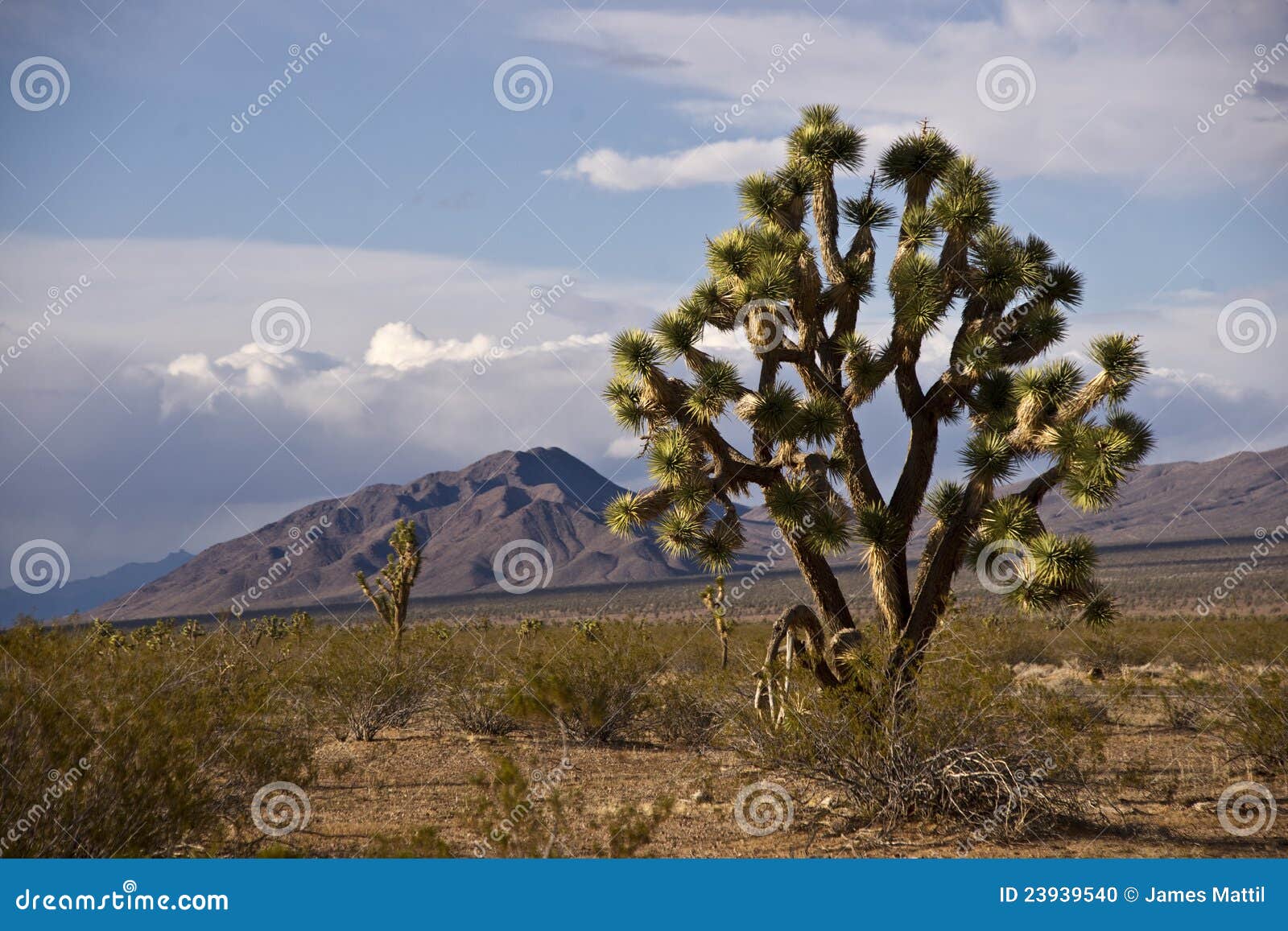 103 Iconic Joshua Trees Stock Photos - Free & Royalty-Free Stock Photos ...