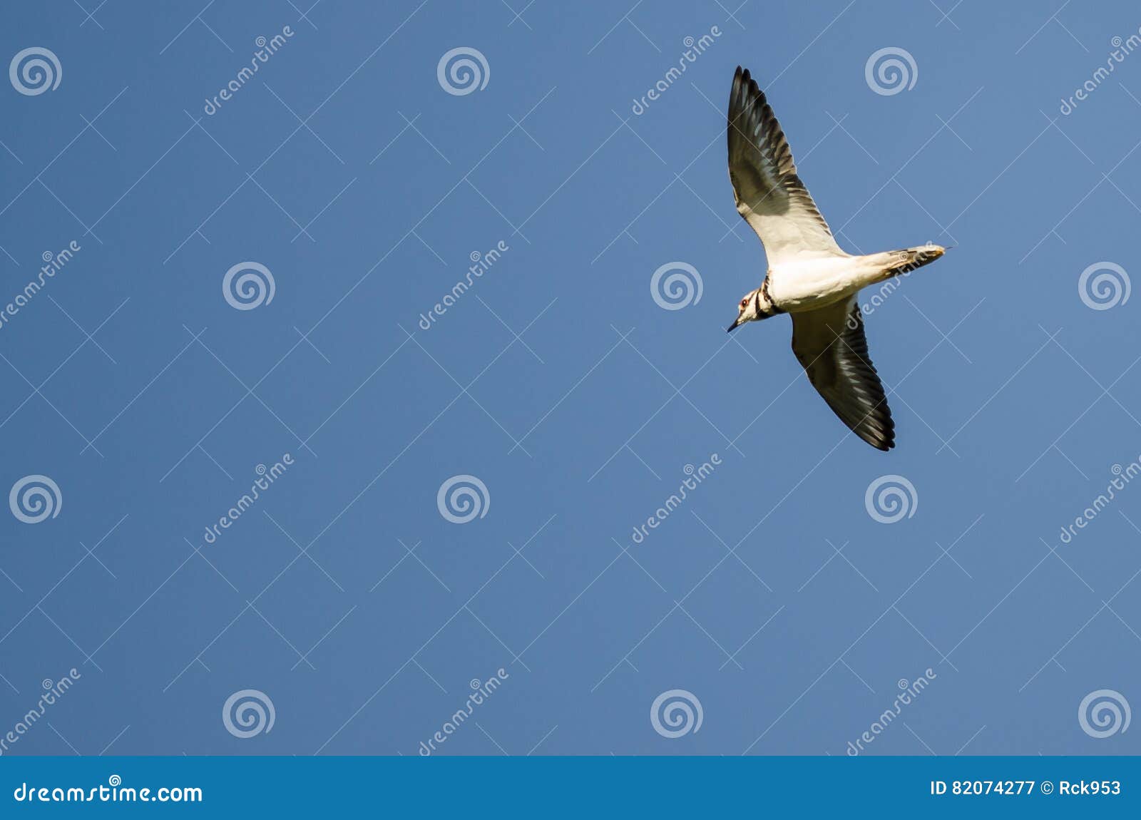 Lone Killdeer Flying in a Blue Sky Stock Image - Image of bird ...