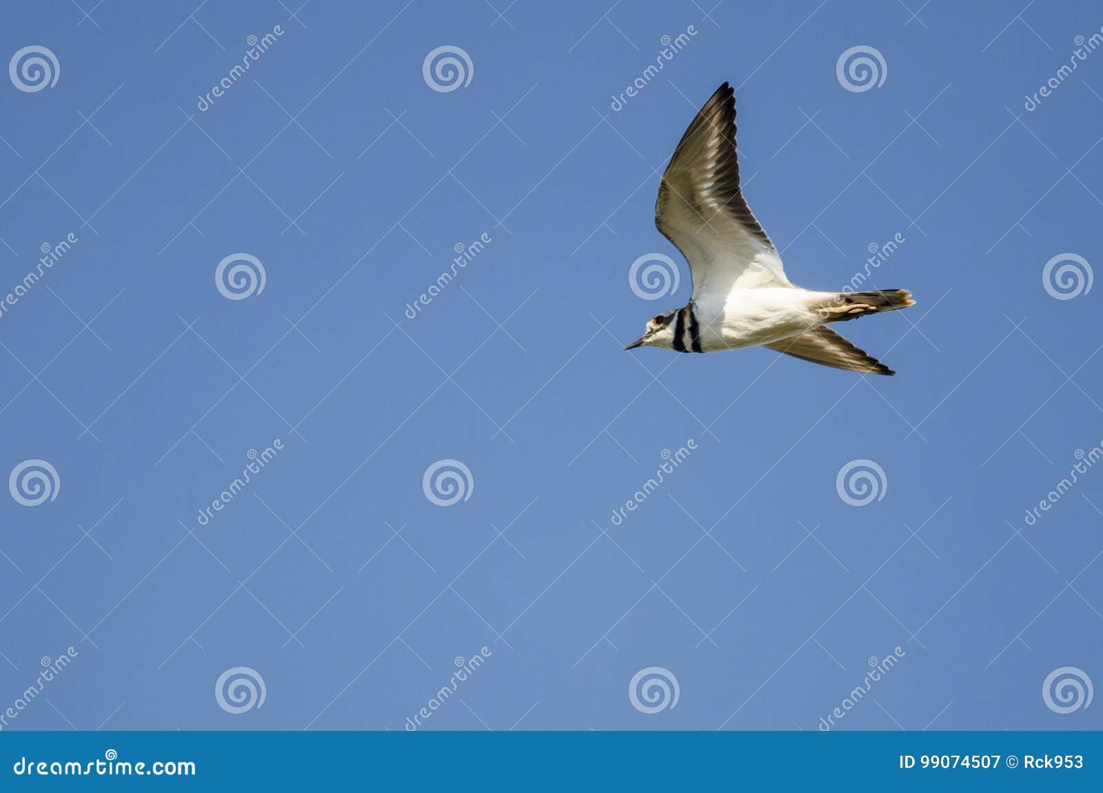 Lone Killdeer Flying in Blue Sky Stock Image - Image of lone, animal ...