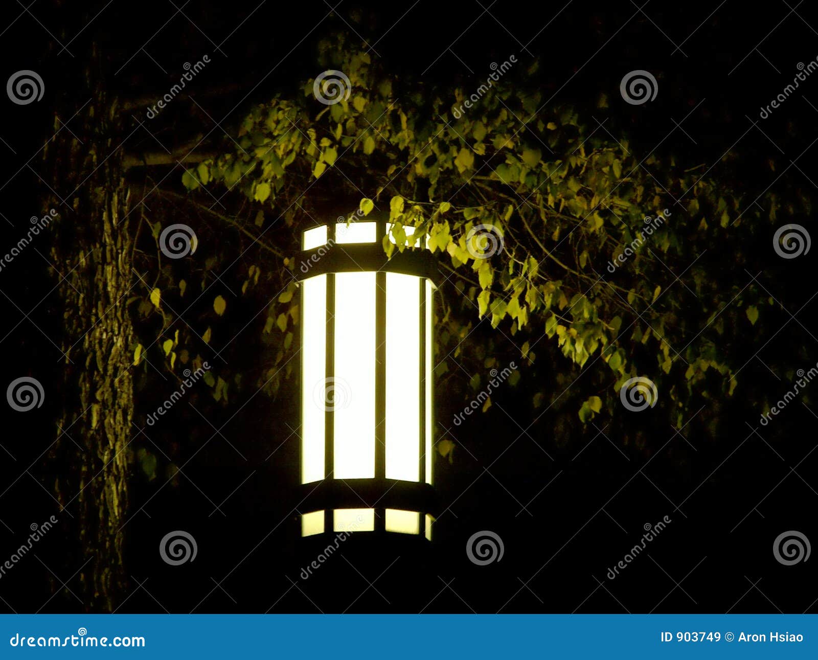 Lone Lantern on Tree in Extreme Darkness Stock Image - Image of ...