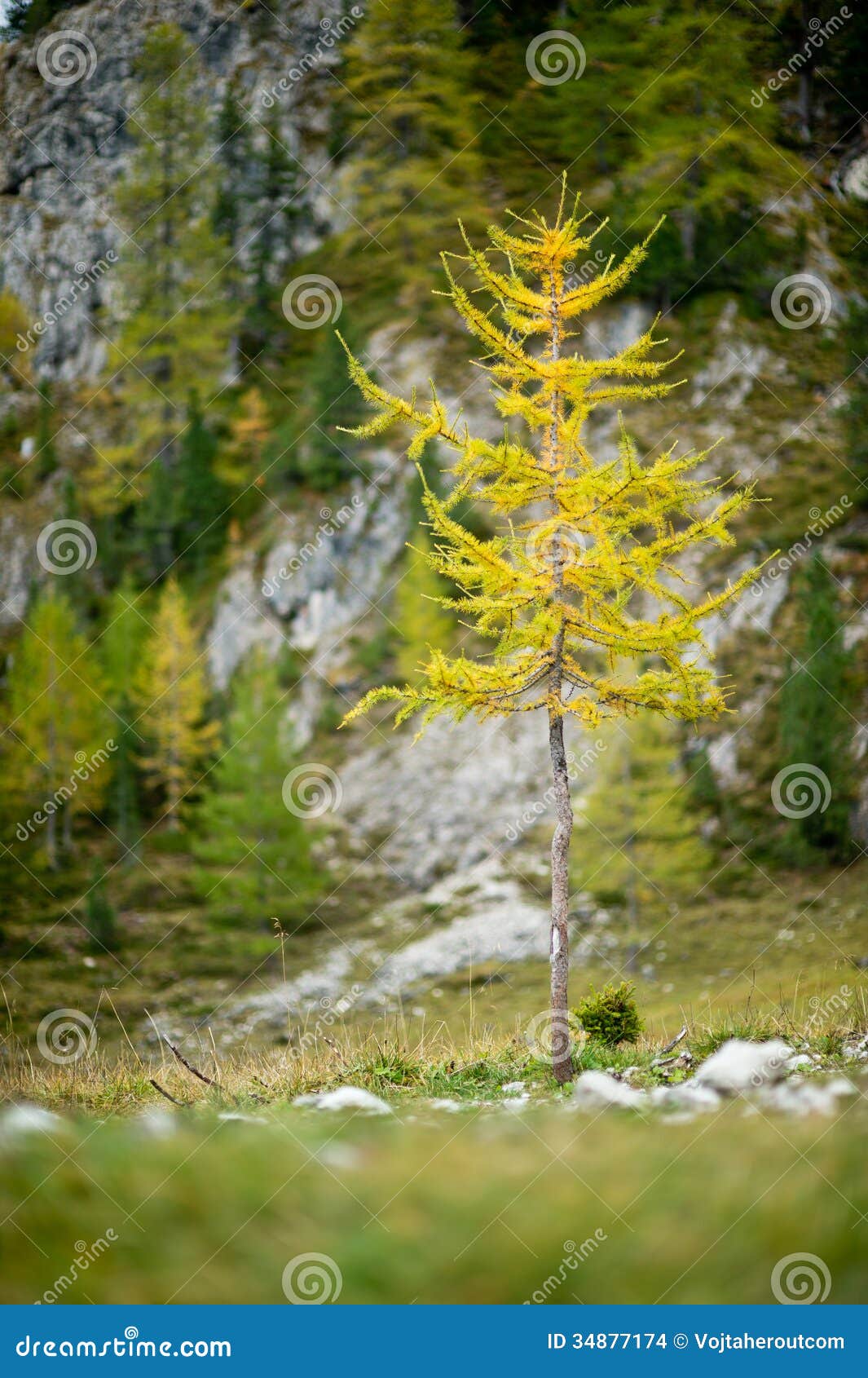 Lone Larch Tree in Yellow Autumn Color Stock Photo - Image of ...