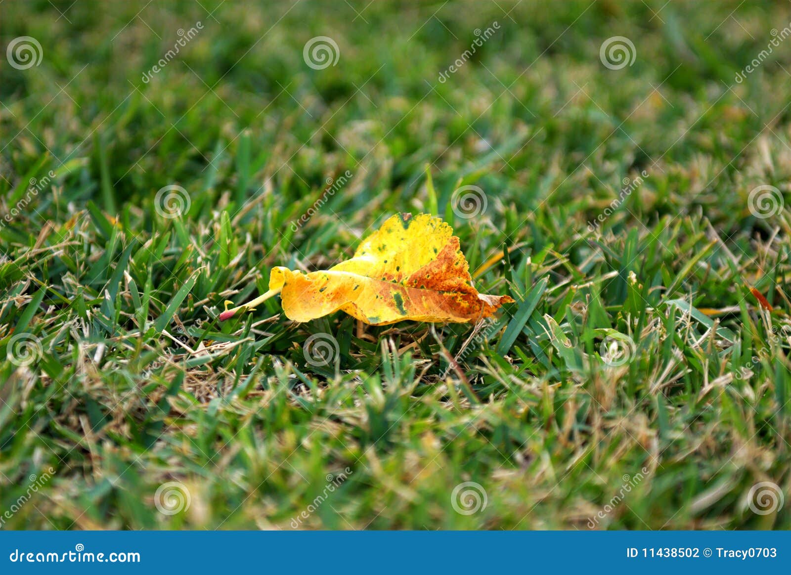 A lone leaf on grass stock photo. Image of fall, seasonal - 11438502