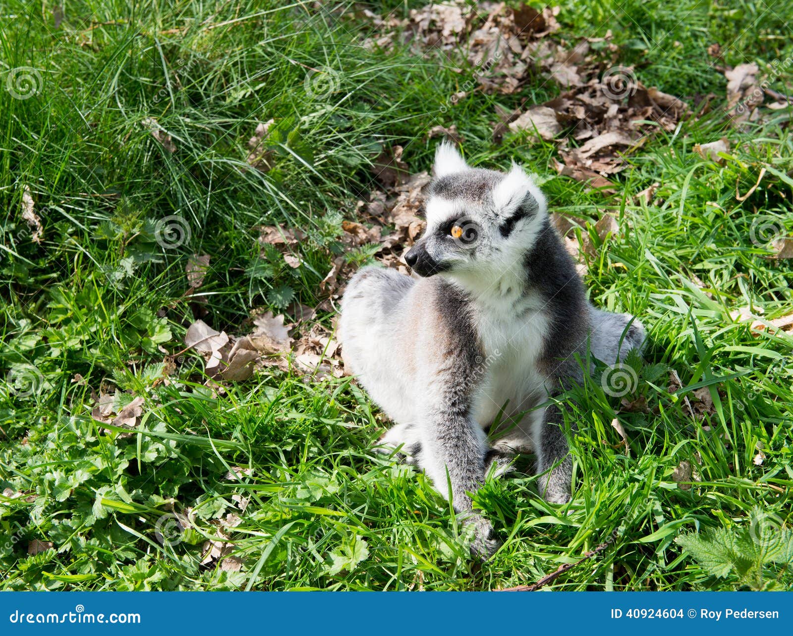 Lone Lemur stock photo. Image of outdoors, park, mammals - 40924604
