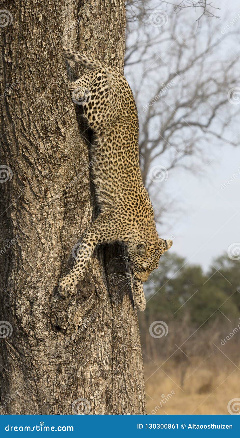 Lone Leopard Climbing Fast Down a High Tree Trunk in Nature during ...