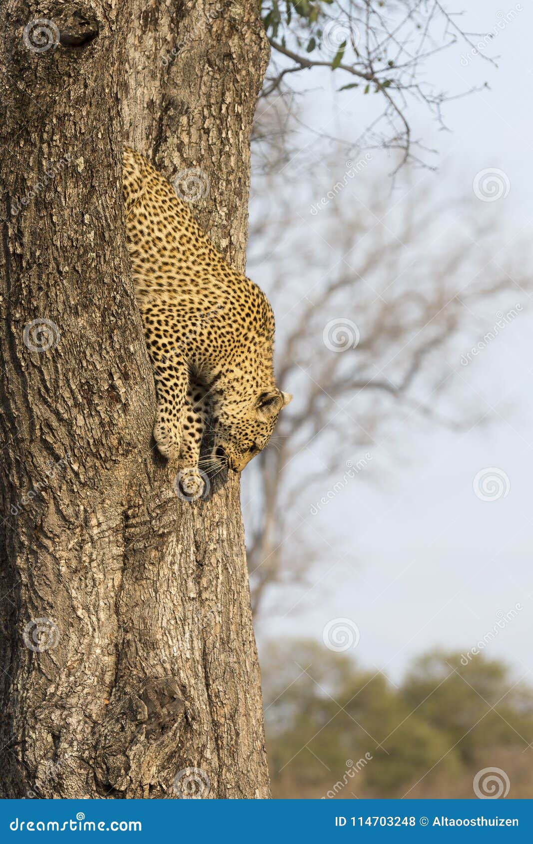 Lone Leopard Climbing Fast Down a High Tree Trunk in Nature during ...
