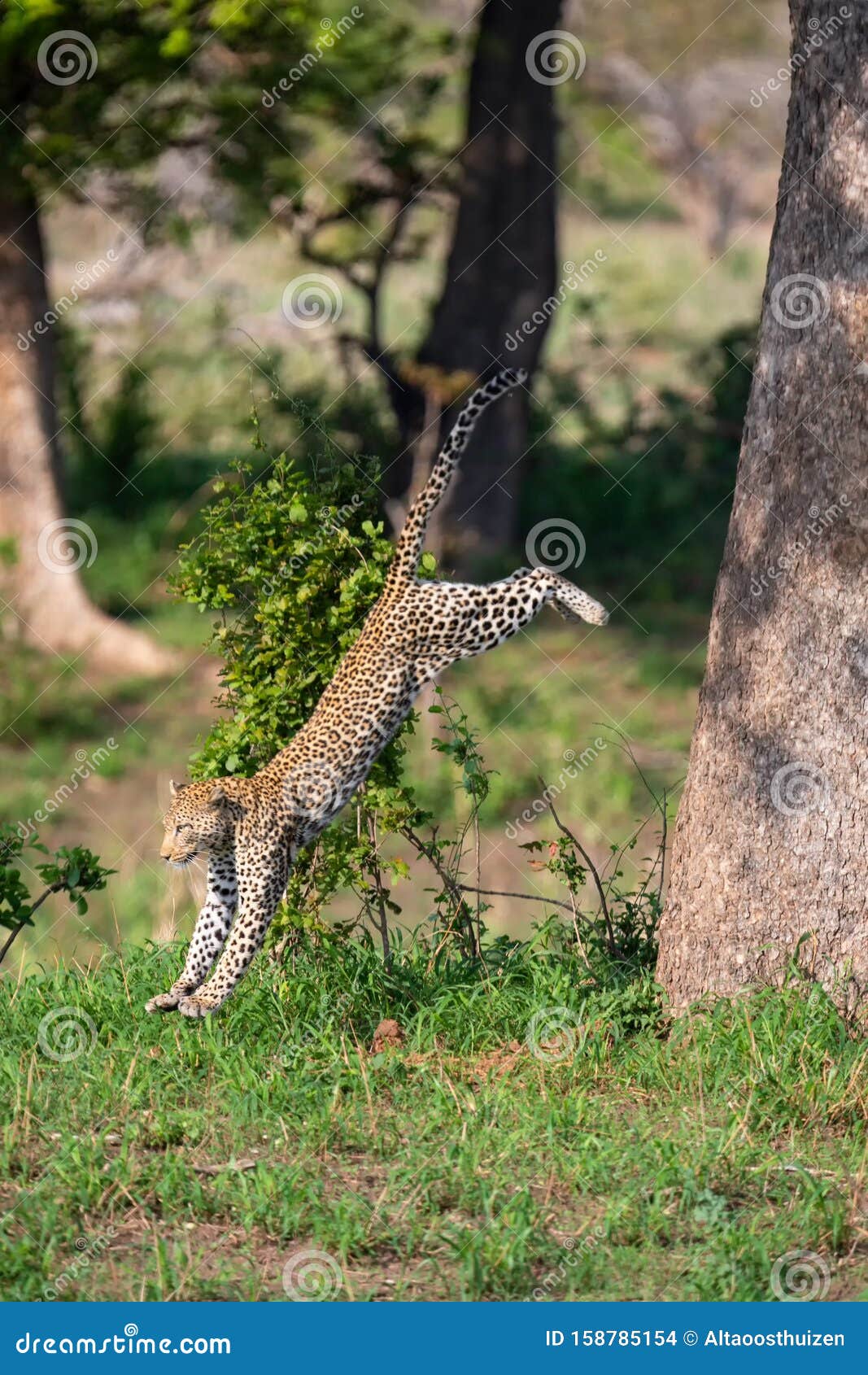 Lone Leopard Jump Down from a Big Tree To Hunt for Prey Stock Photo ...