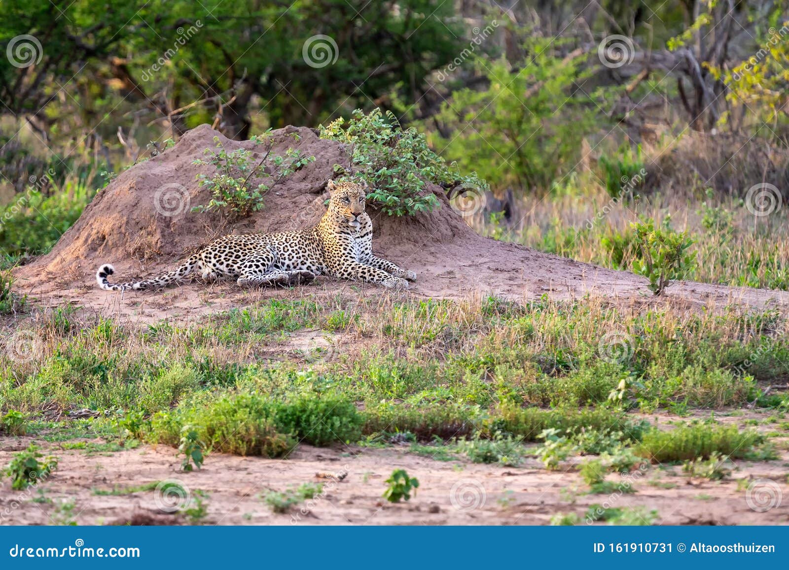 Lone Leopard Lay Down Resting Against an Anthill To Observe the ...