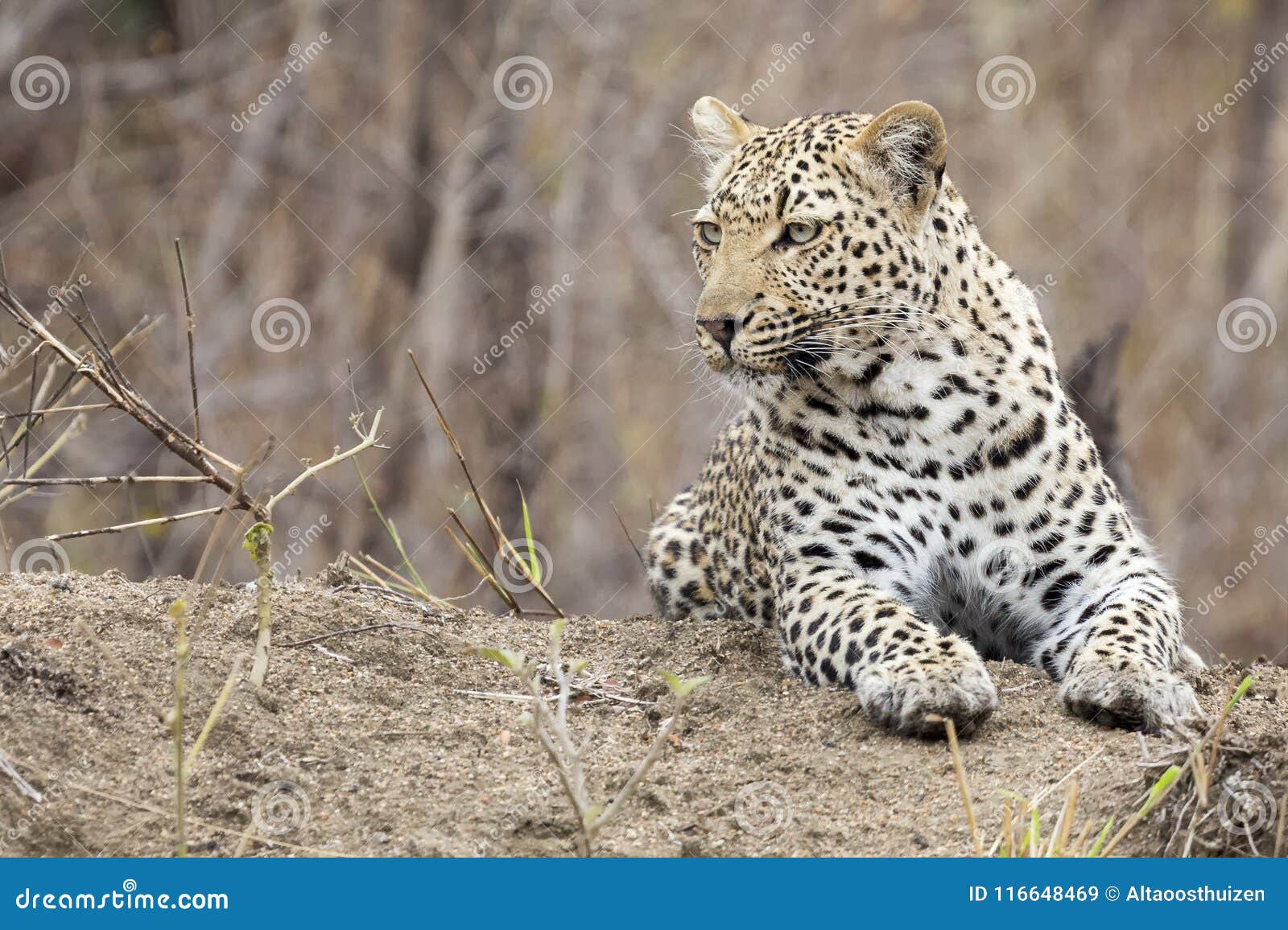 Lone Leopard Lay Down Resting on an Anthill in Nature during Day Stock ...