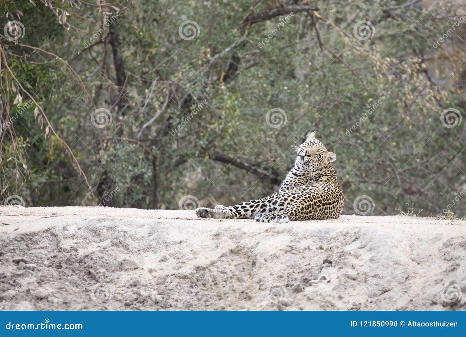 Lone Leopard Lay Down Resting on an Anthill in Nature during Day Stock ...