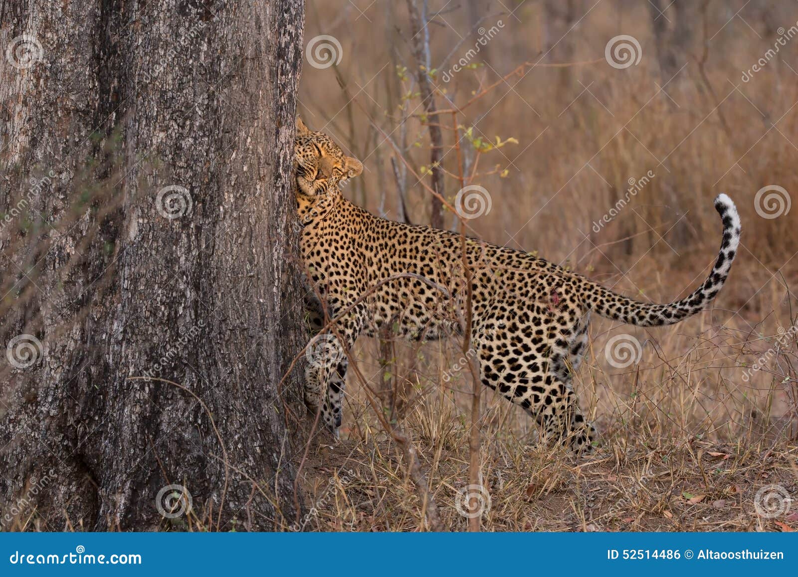 Lone Leopard Marking His Territory on Tree To Keep Others Out Stock ...