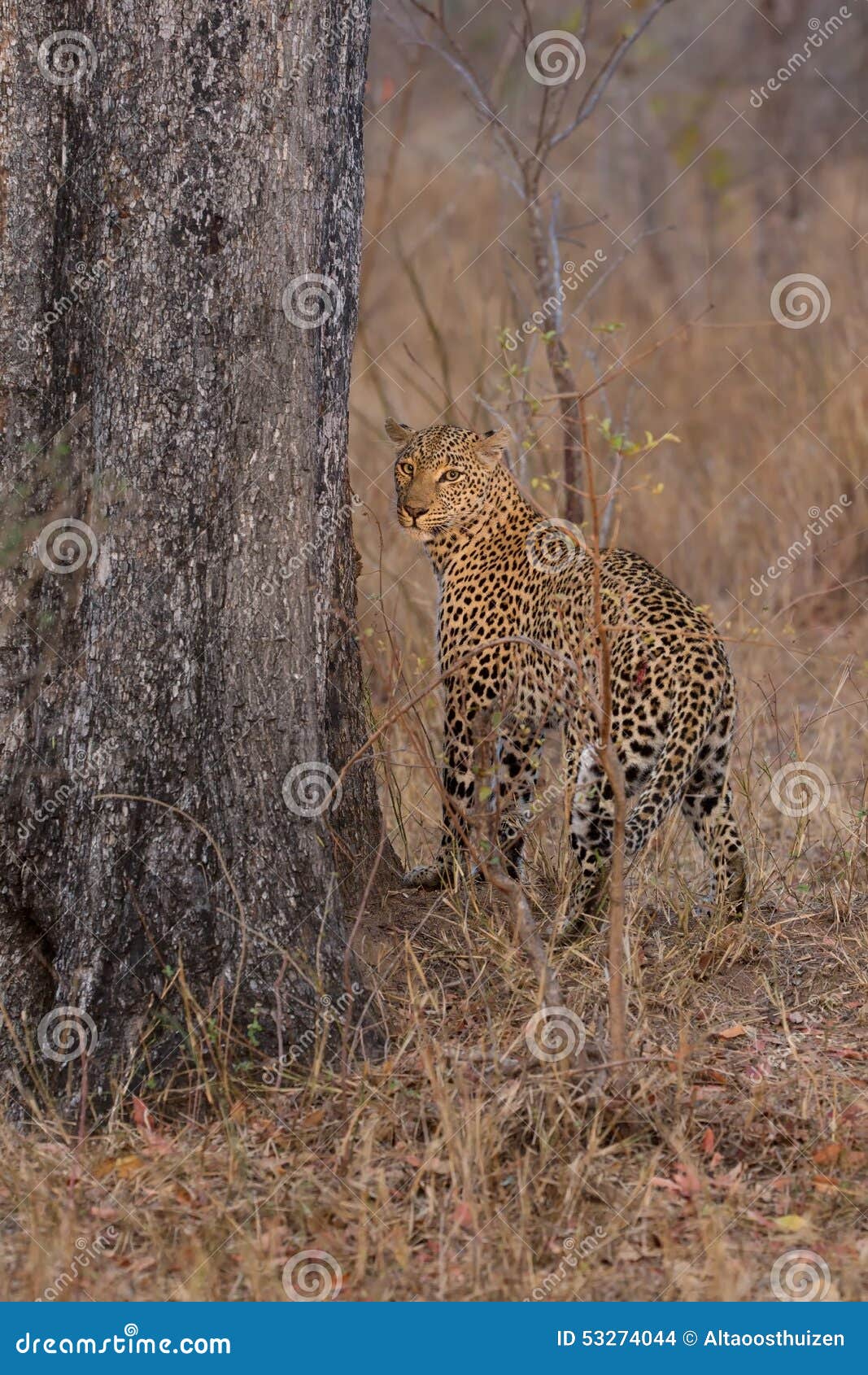 Lone Leopard Marking His Territory on Tree To Keep Others Out Stock ...
