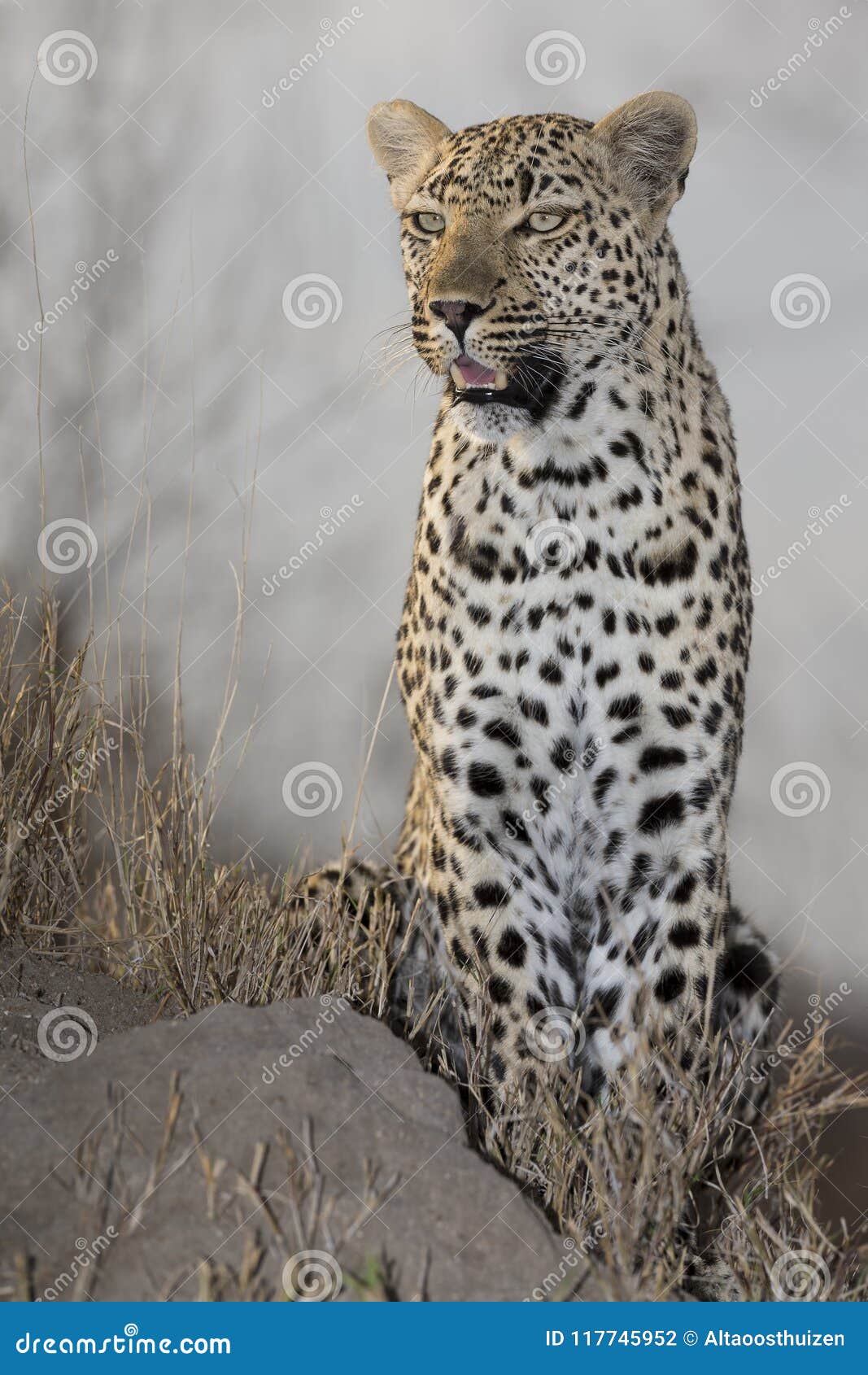 Lone Leopard Sit Down Resting on Anthill in Nature during Daytime Stock ...