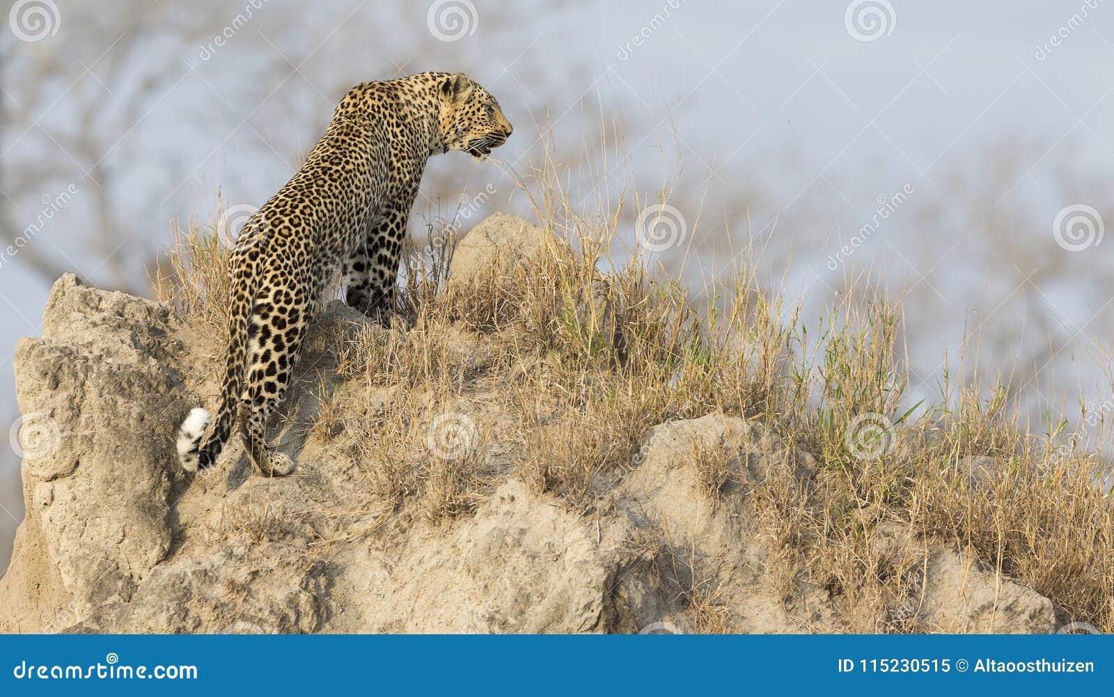 Lone Leopard Sit Down Resting on Anthill in Nature during Daytime Stock ...