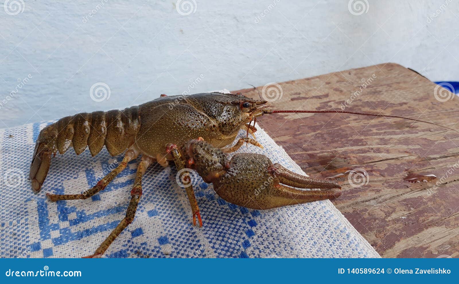 Lone Live Oak Tree Towers Over The Saltwater Marsh Royalty-Free Stock ...
