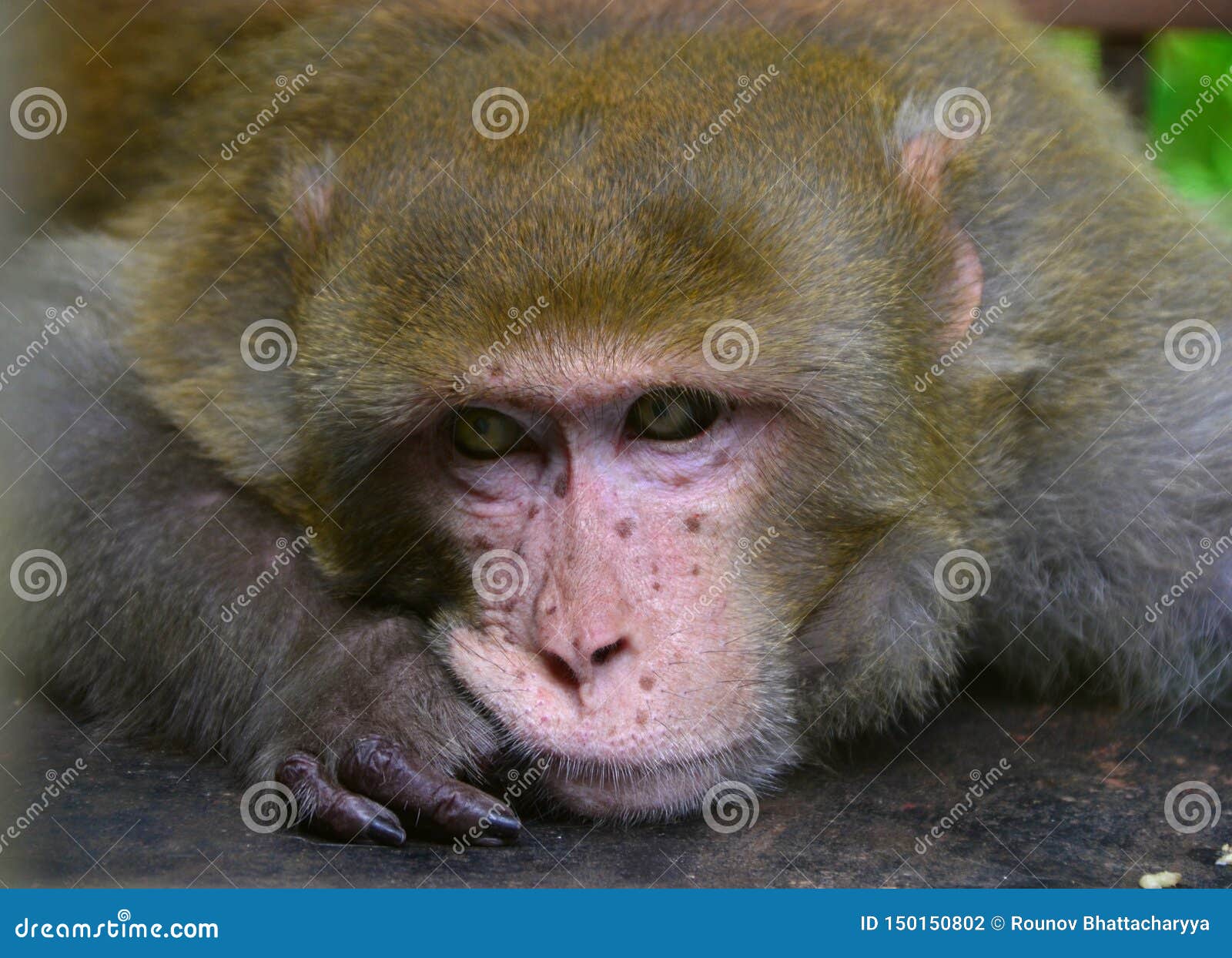 A Lone Macaque Monkey Portrait Stock Photo - Image of funny, child ...