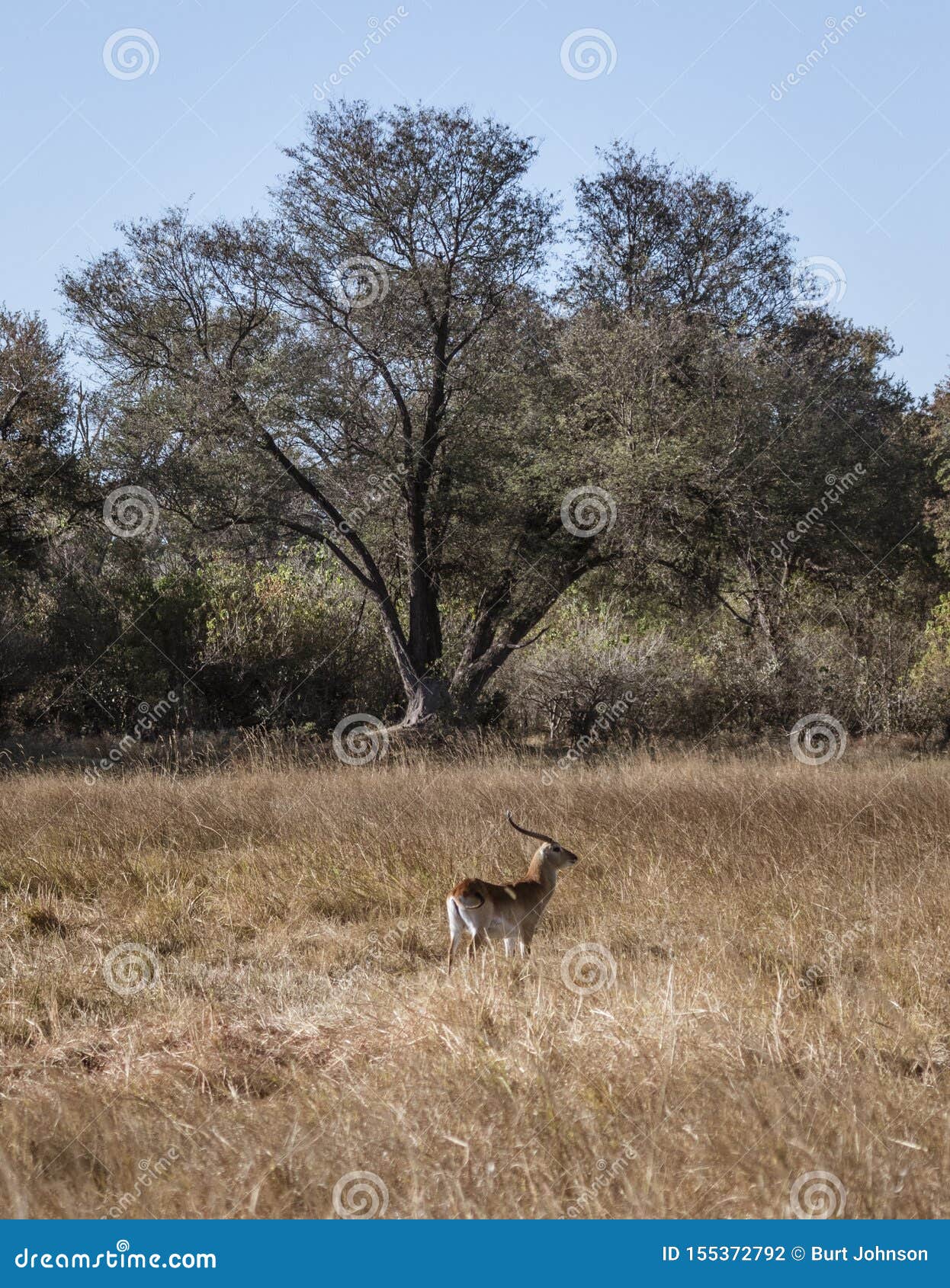 A Lone Male Red Lechwe is Isolated from His Herd and Alone Stock Photo ...