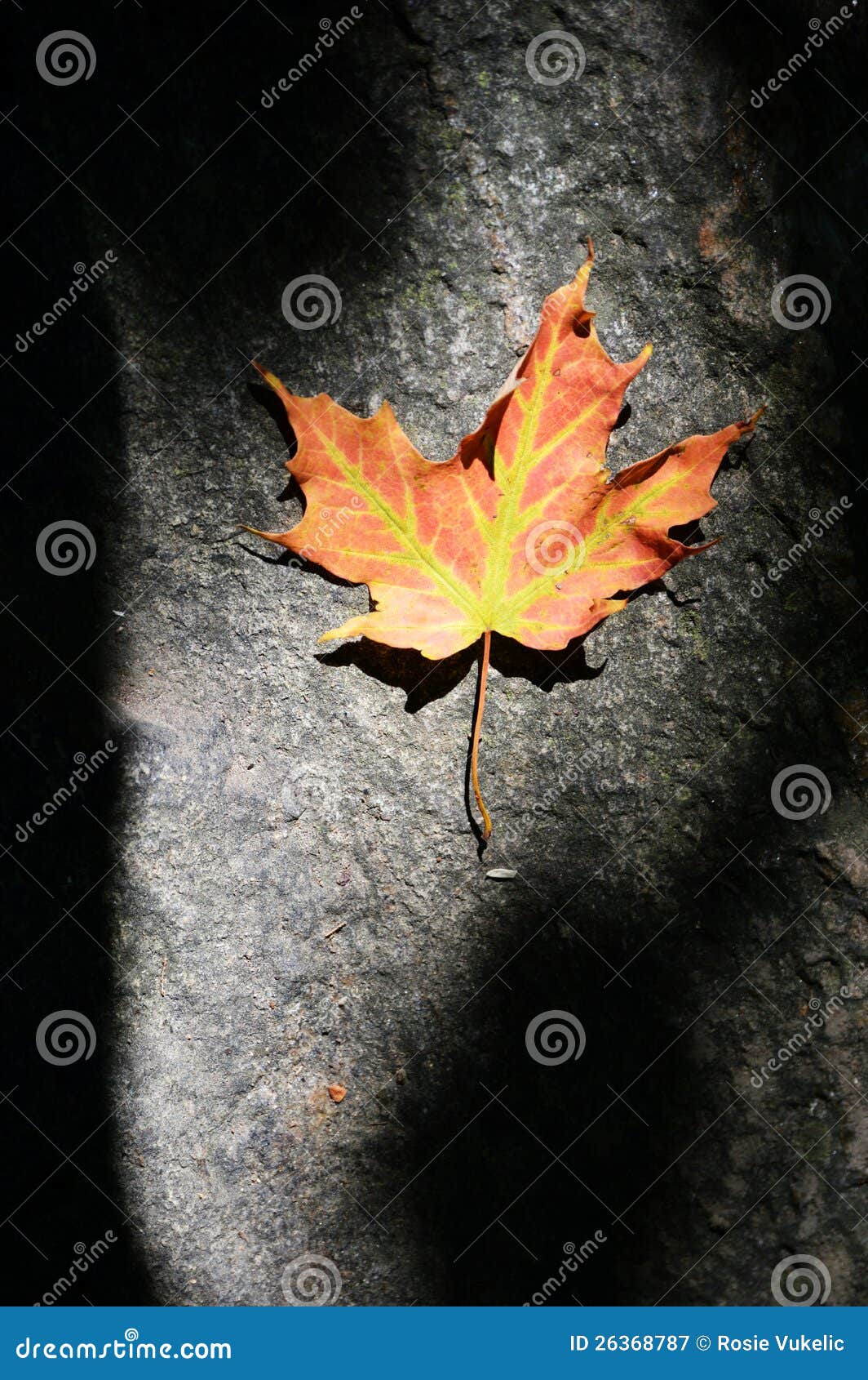 Lone Maple leaf in shadow stock image. Image of indian - 26368787