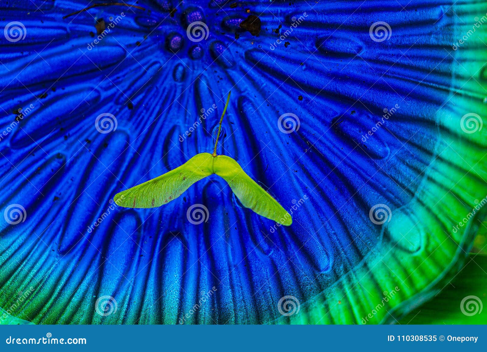 Floating Maple Seed stock image. Image of growth, bath - 110308535