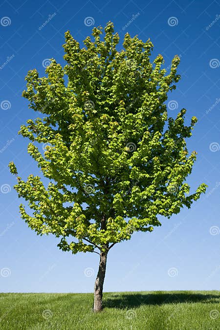 Lone Maple Tree stock photo. Image of leaves, maple, hill - 14058248