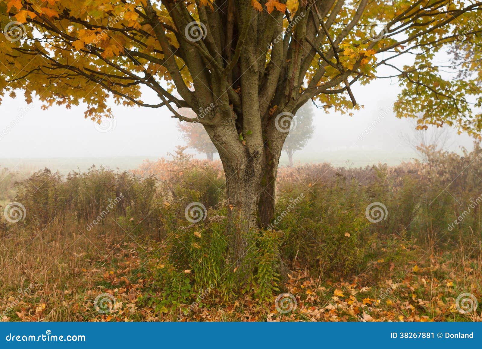 Lone Maple Tree during Fall Foliage, Stowe Vermont, USA Stock Image ...