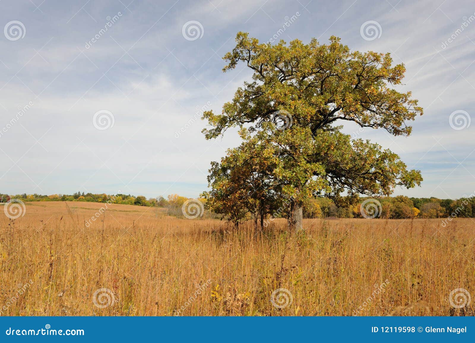 Lone maple tree on prairie stock photo. Image of meadows - 12119598