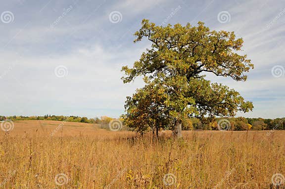 Lone maple tree on prairie stock photo. Image of meadows - 12119598