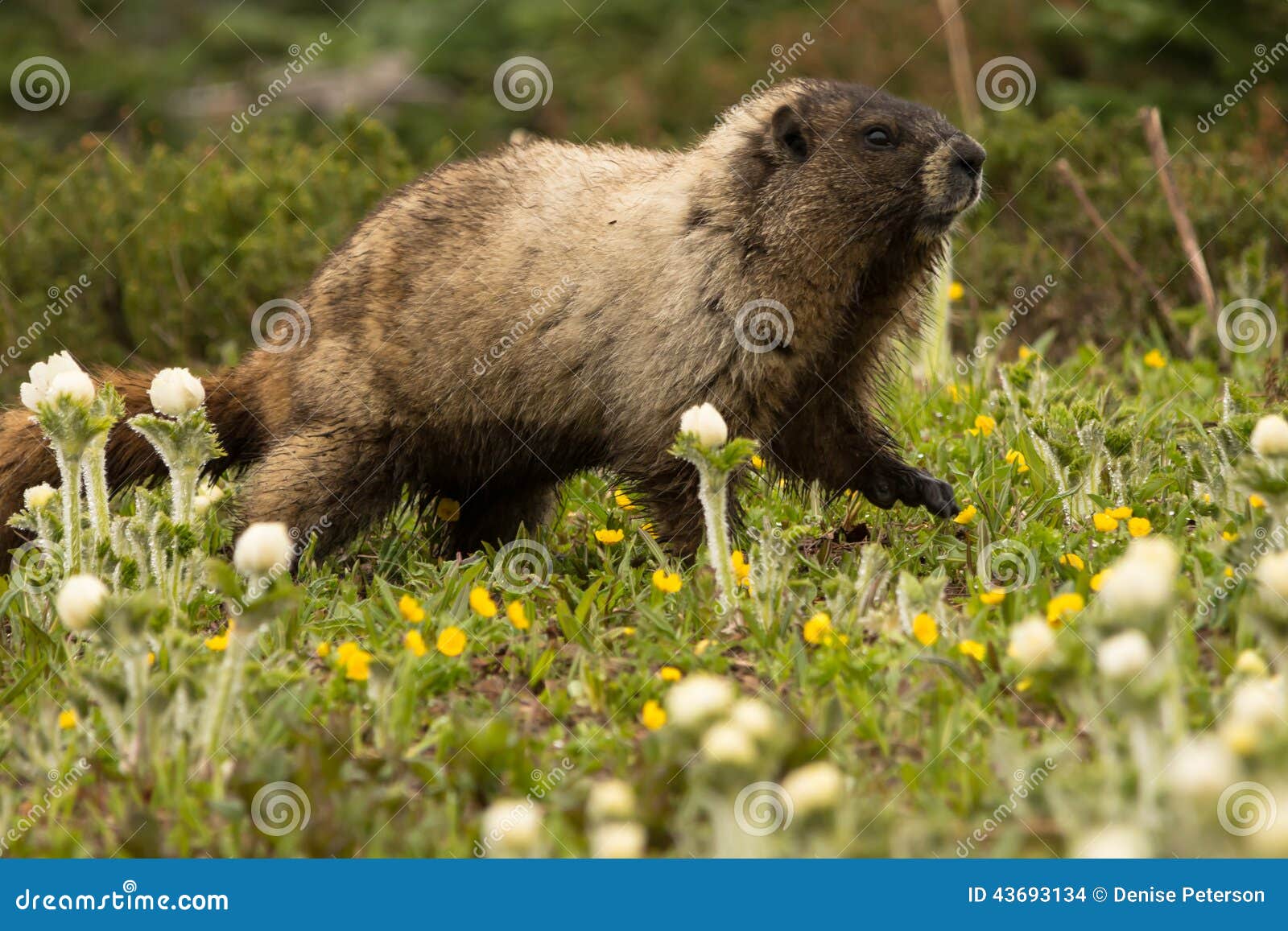 Lone Marmot stock photo. Image of green, wandering, marmot - 43693134