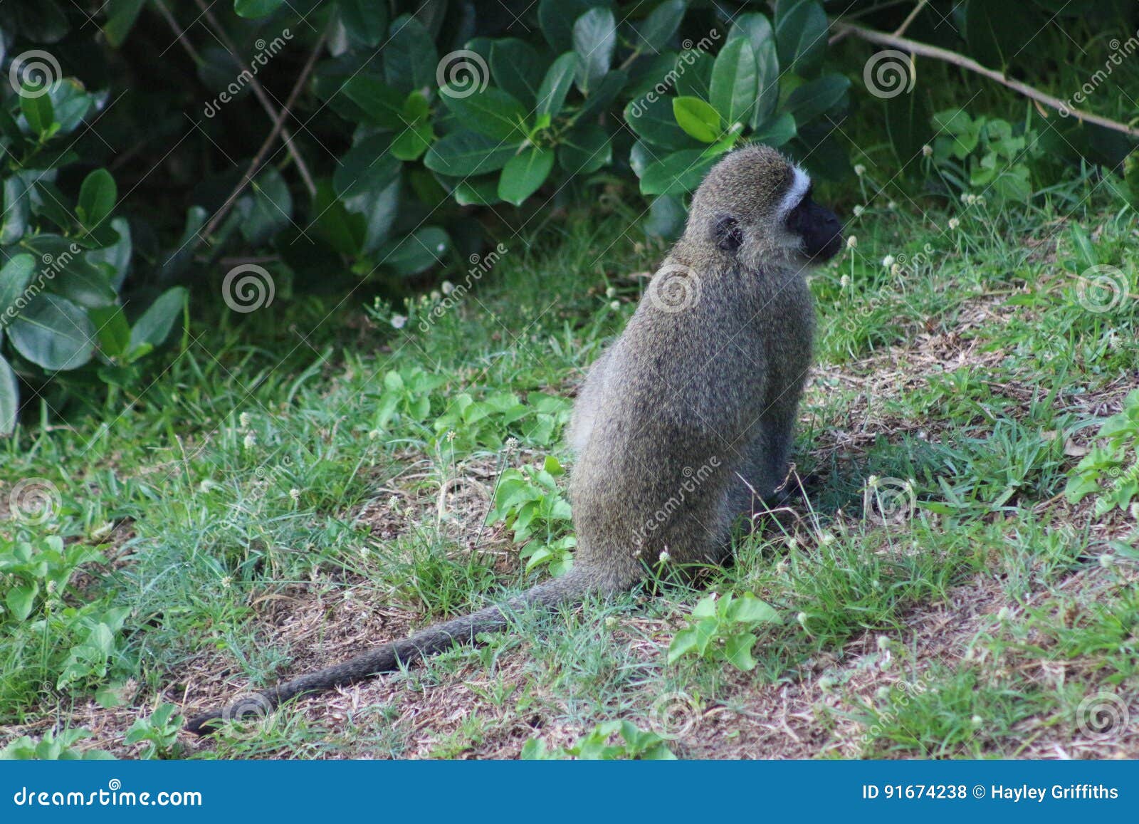 Lone monkey by foliage stock photo. Image of daylight - 91674238