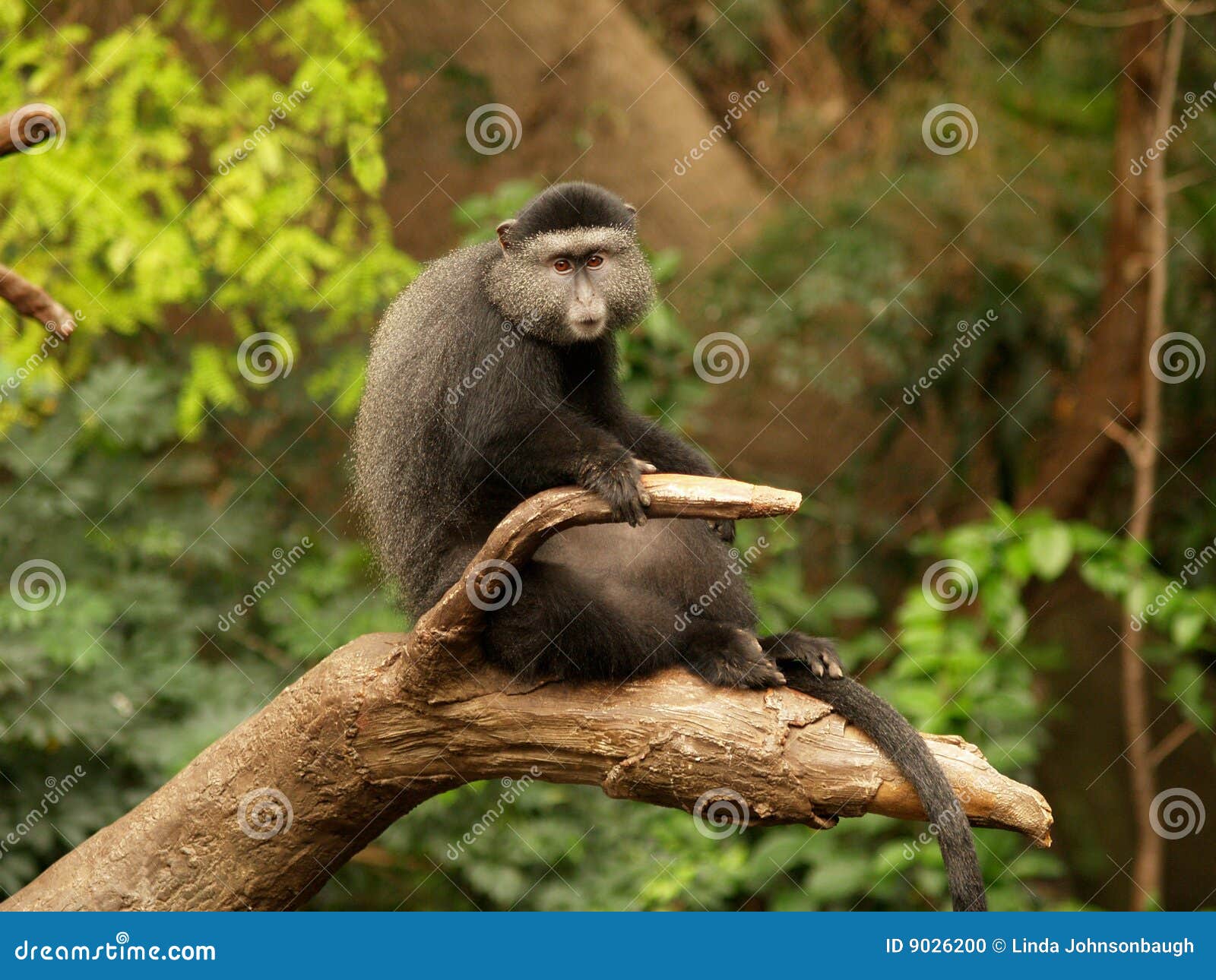 Lone Monkey on a Limb stock photo. Image of black, nature - 9026200